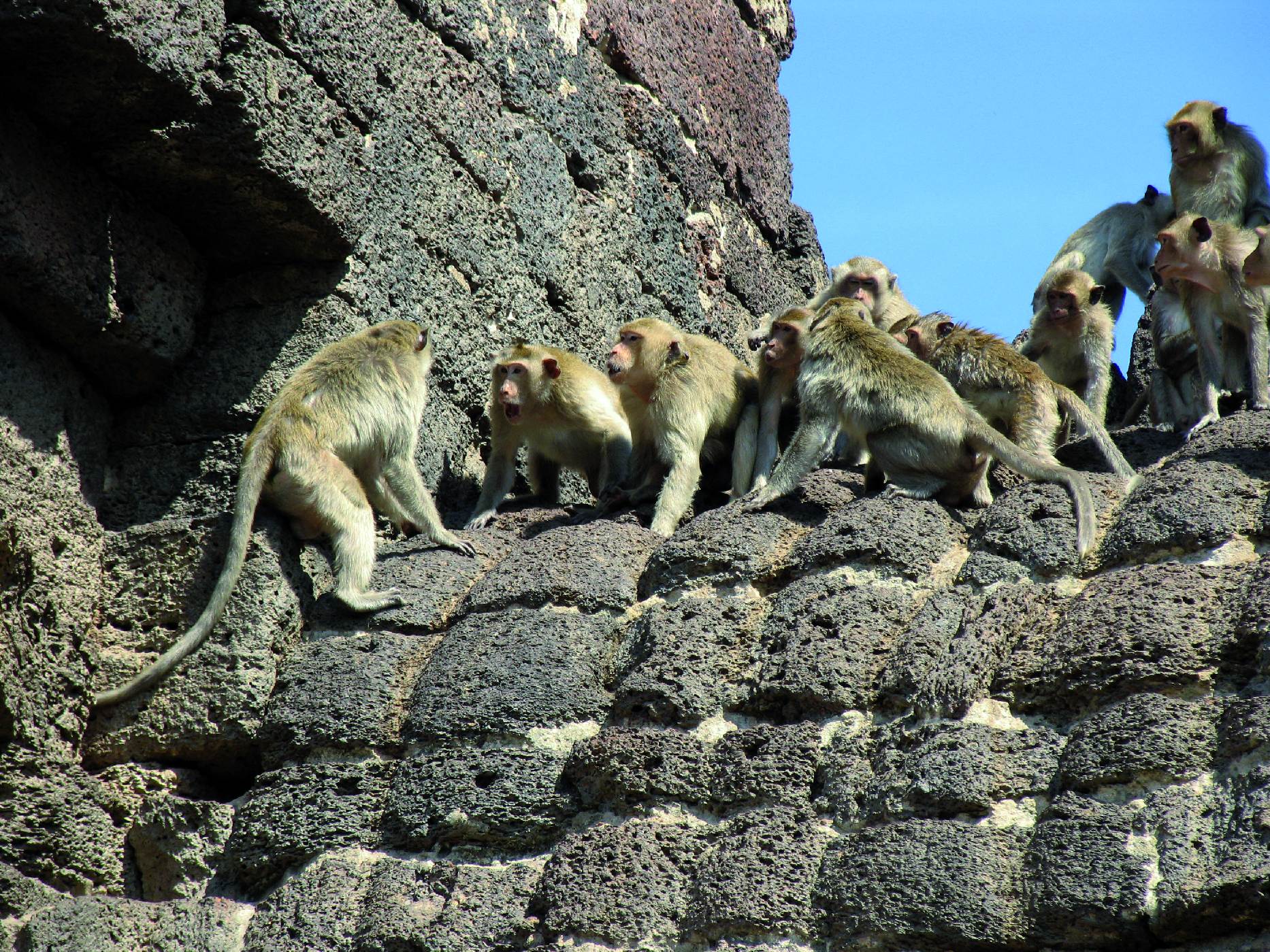 Soužití lidí a zvířat: Město, kterému vládnou opice | 100+1 zahraniční ...