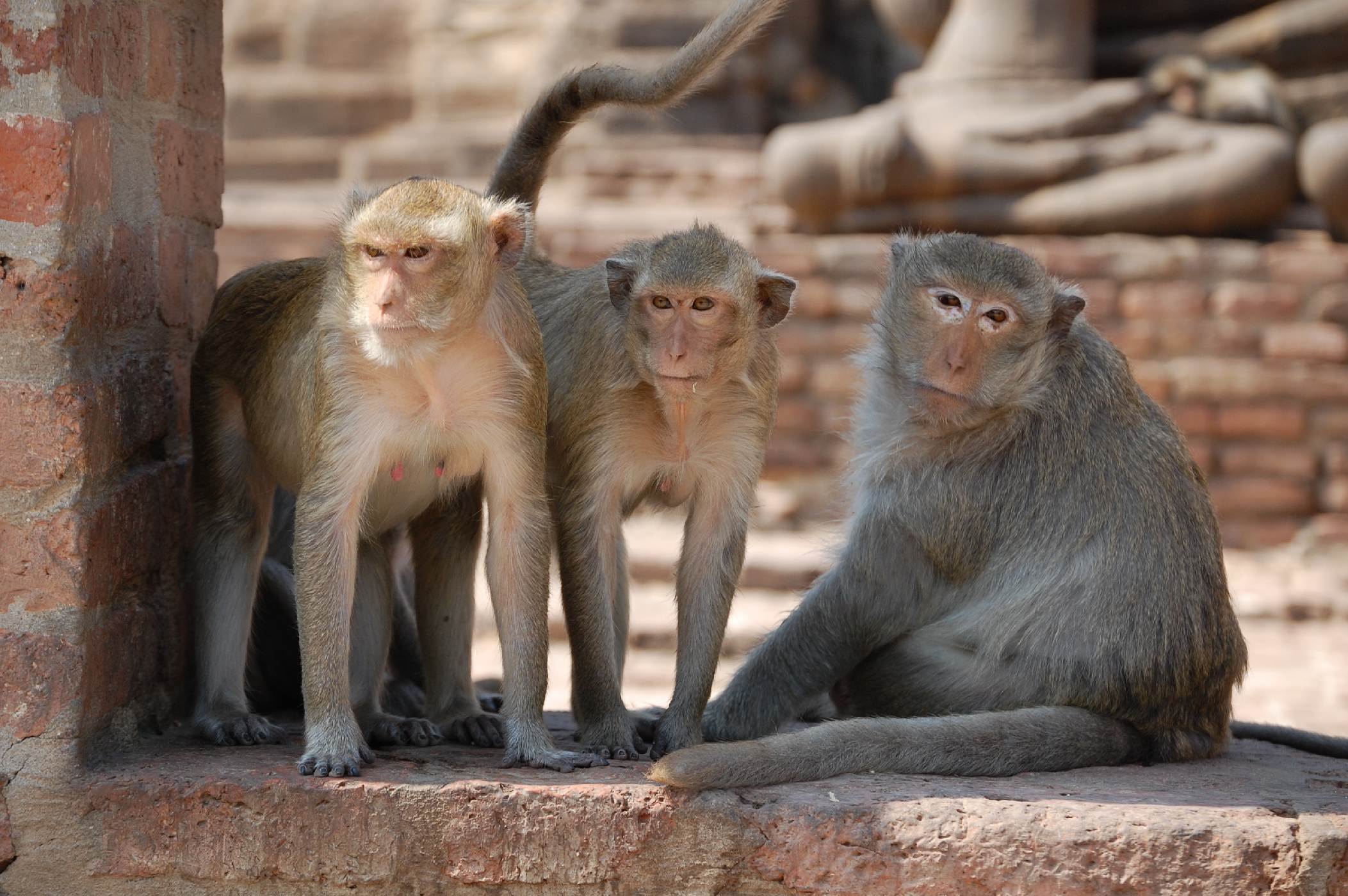 Soužití lidí a zvířat: Město, kterému vládnou opice | 100+1 zahraniční ...