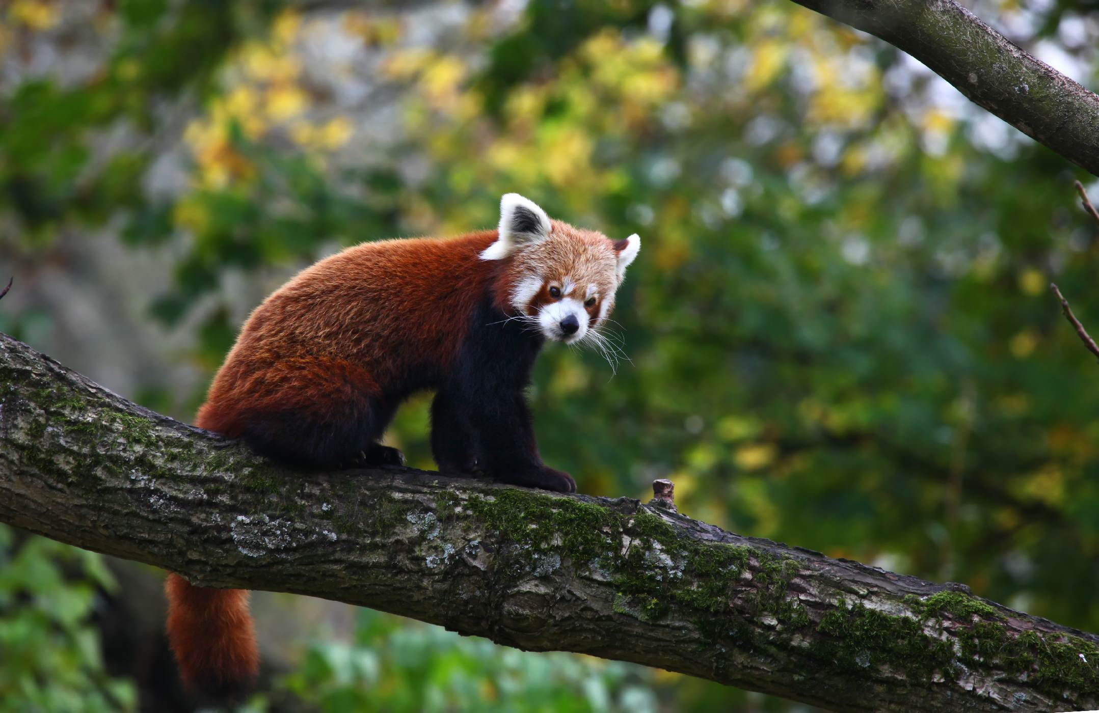 „Ohnivá liška“ z Asie: Zranitelná panda červená | 100+1 zahraniční ...