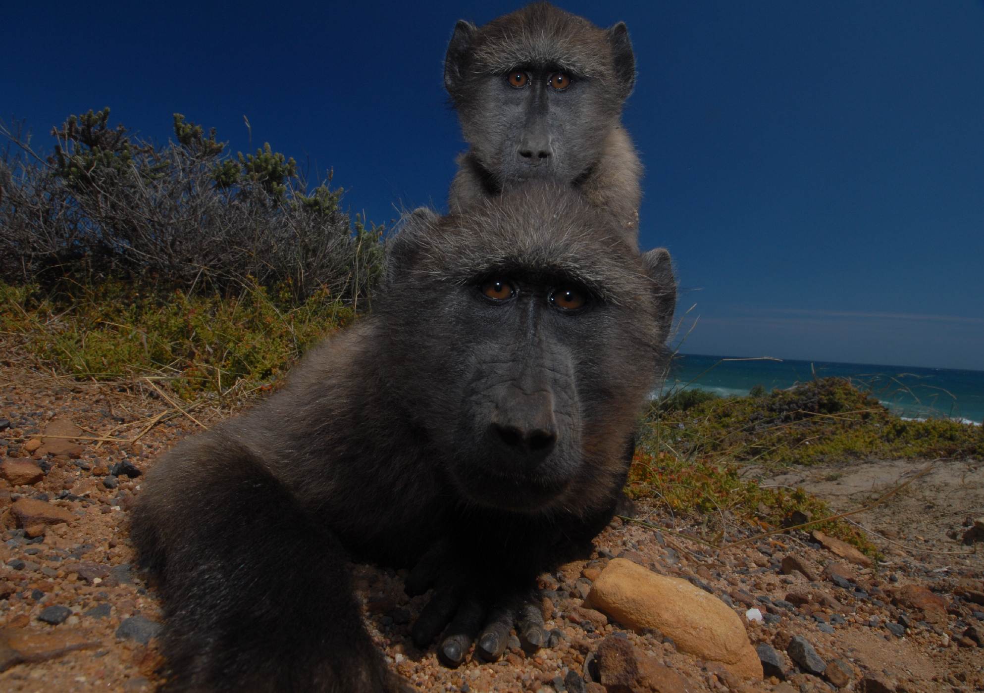 Proč nedráždit opice: Nekrmte paviány! Jsou to velmi nebezpečná zvířata ...