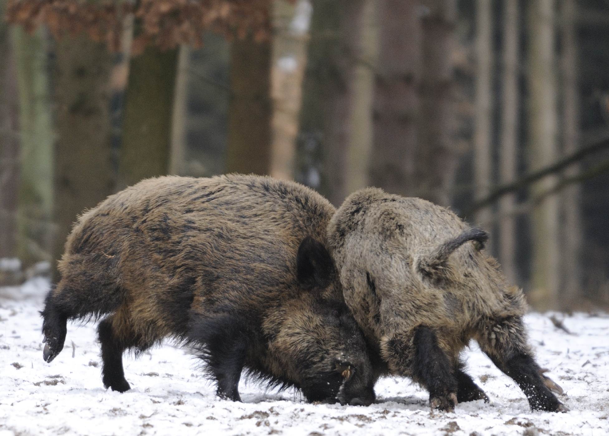 Černé duše evropských lesů: Ostražitá prasata divoká | 100+1 zahraniční ...