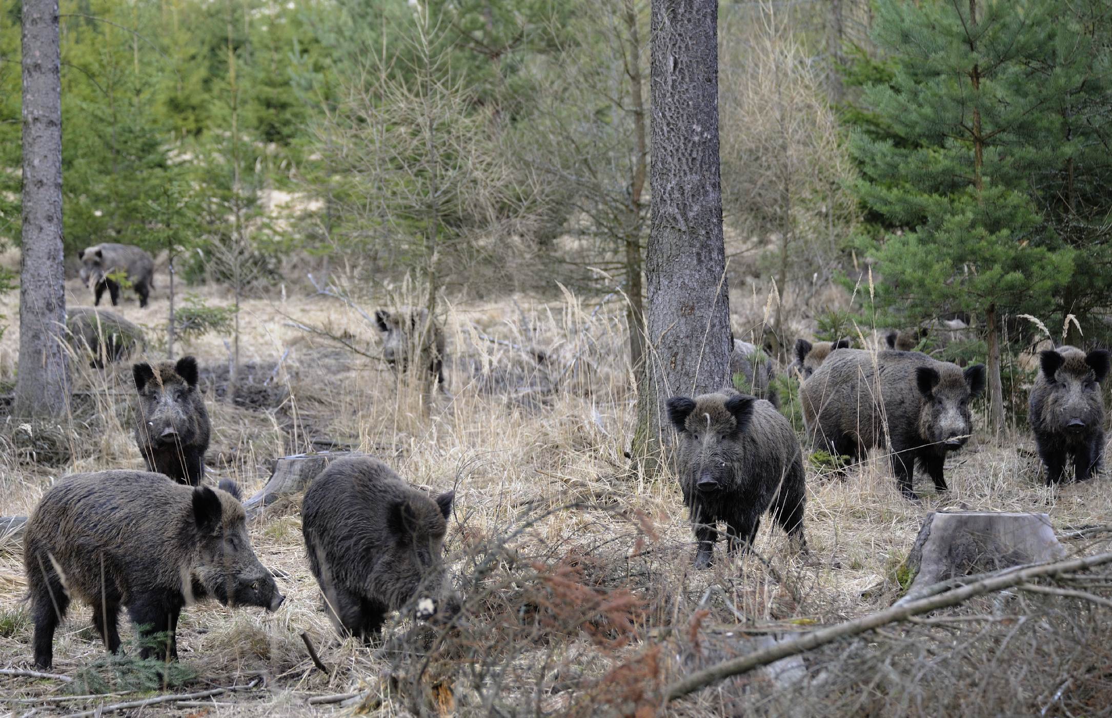 Černé duše evropských lesů: Ostražitá prasata divoká | 100+1 zahraniční ...