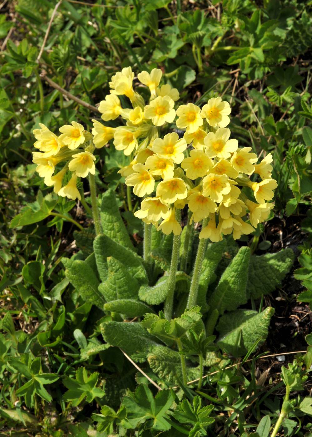 Chráněné horské rostliny primule: Kouzelní poslové jara | 100+1 ...