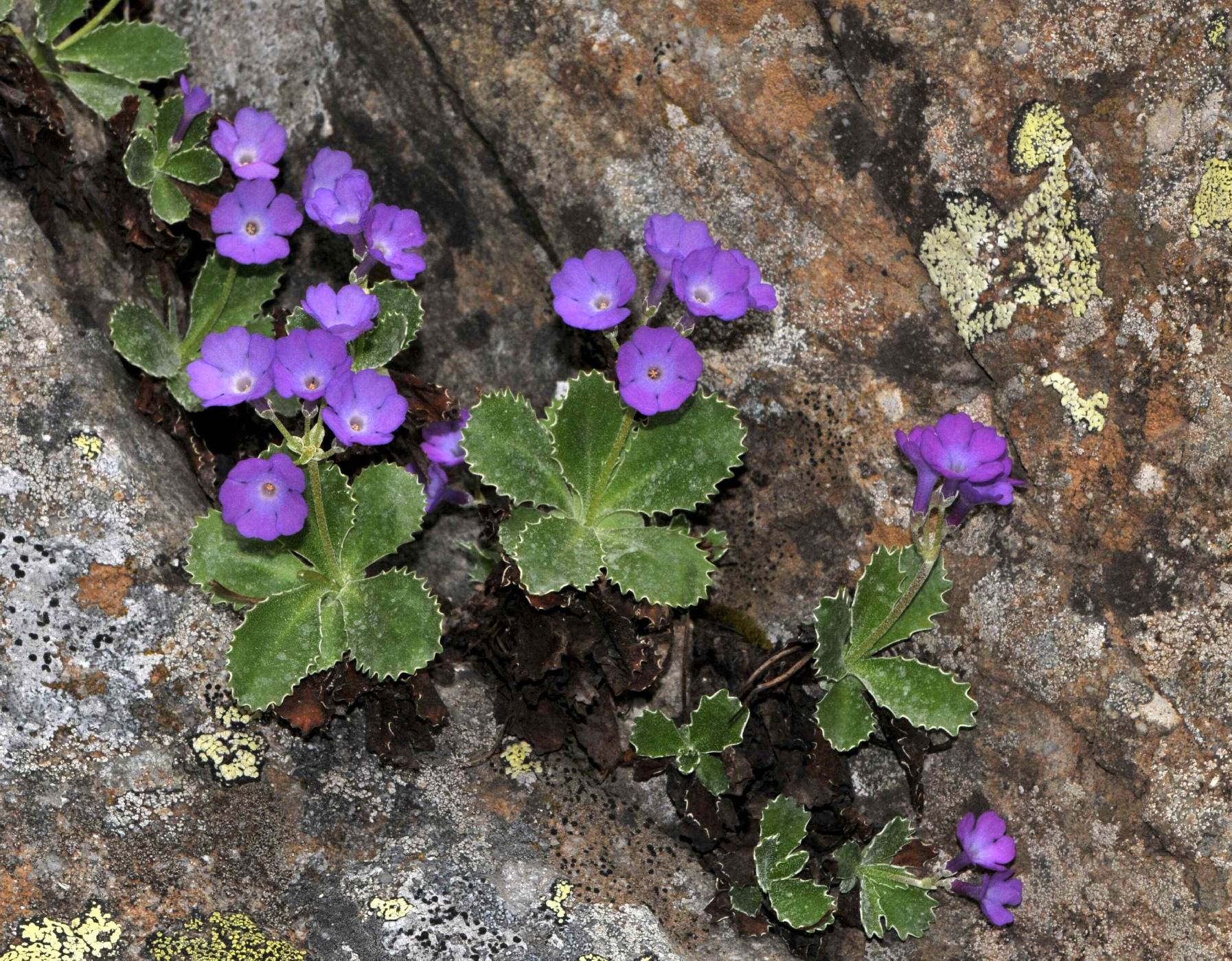 Chráněné horské rostliny primule: Kouzelní poslové jara | 100+1 ...