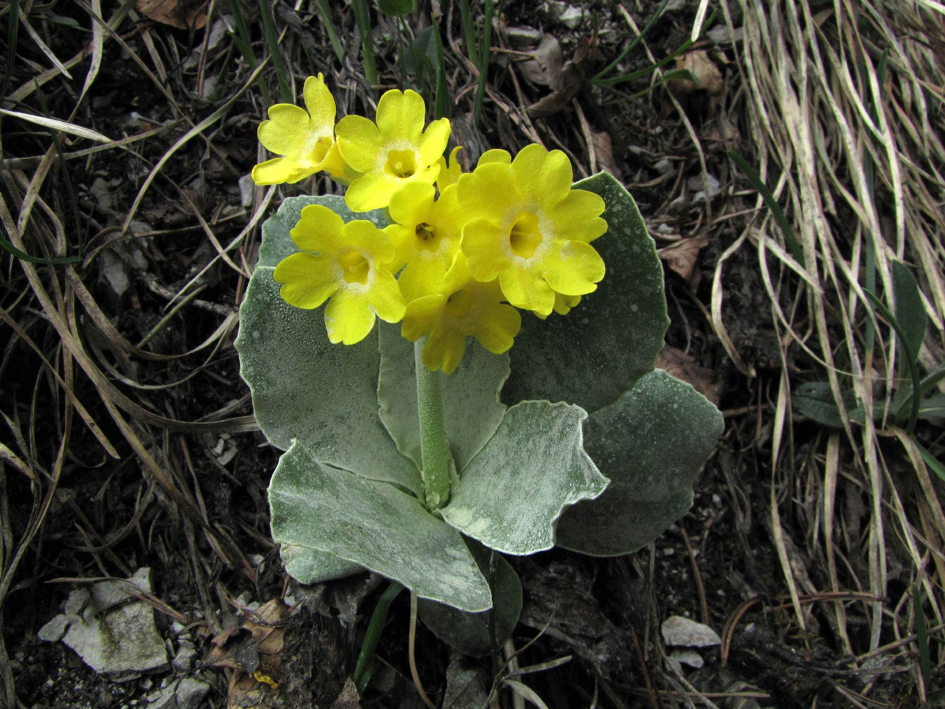 Chráněné horské rostliny primule: Kouzelní poslové jara | 100+1 ...