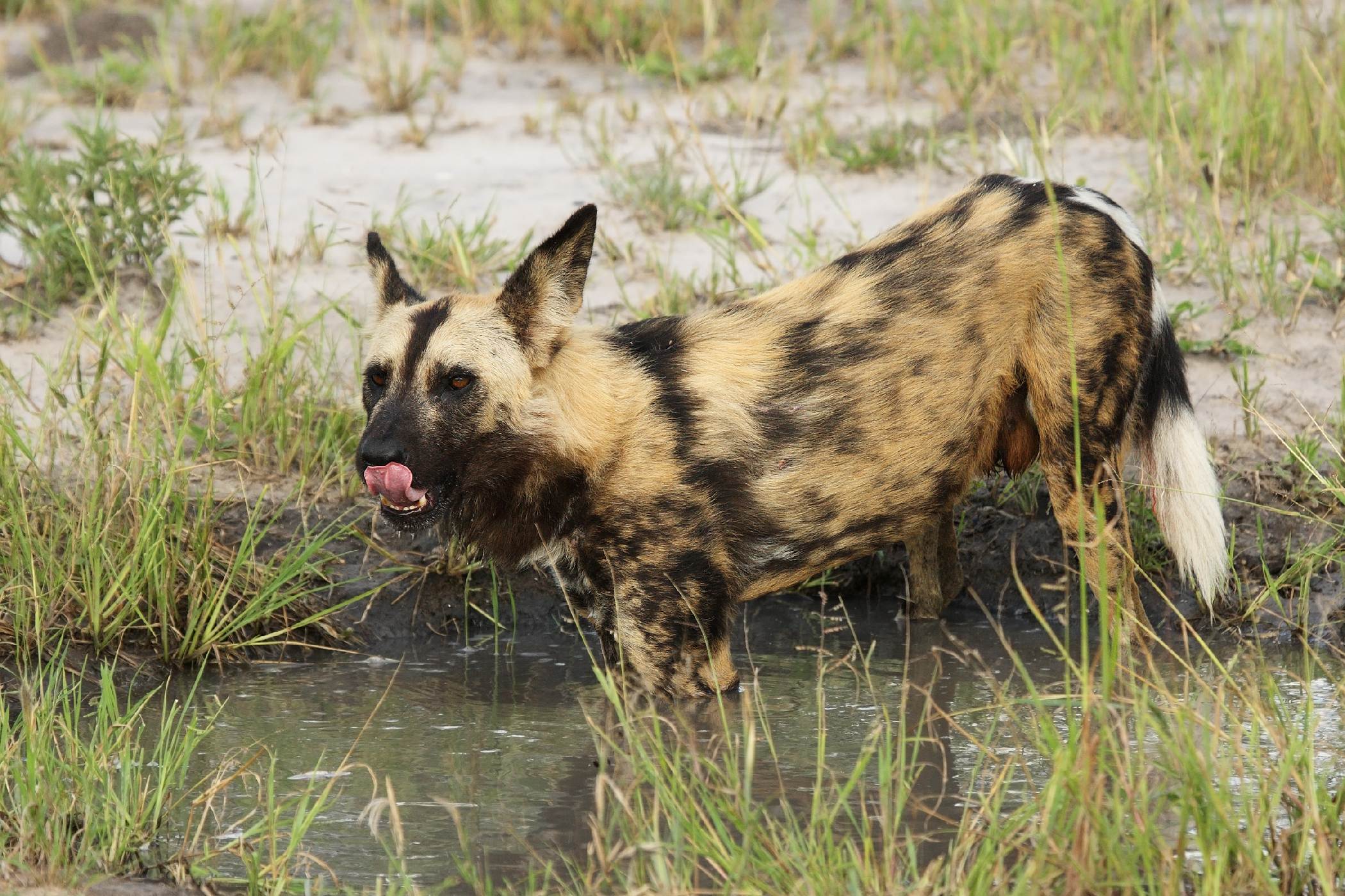 Dokonalí lovci: Tři dny s tuláky plání psy hyenovitými | 100+1 ...