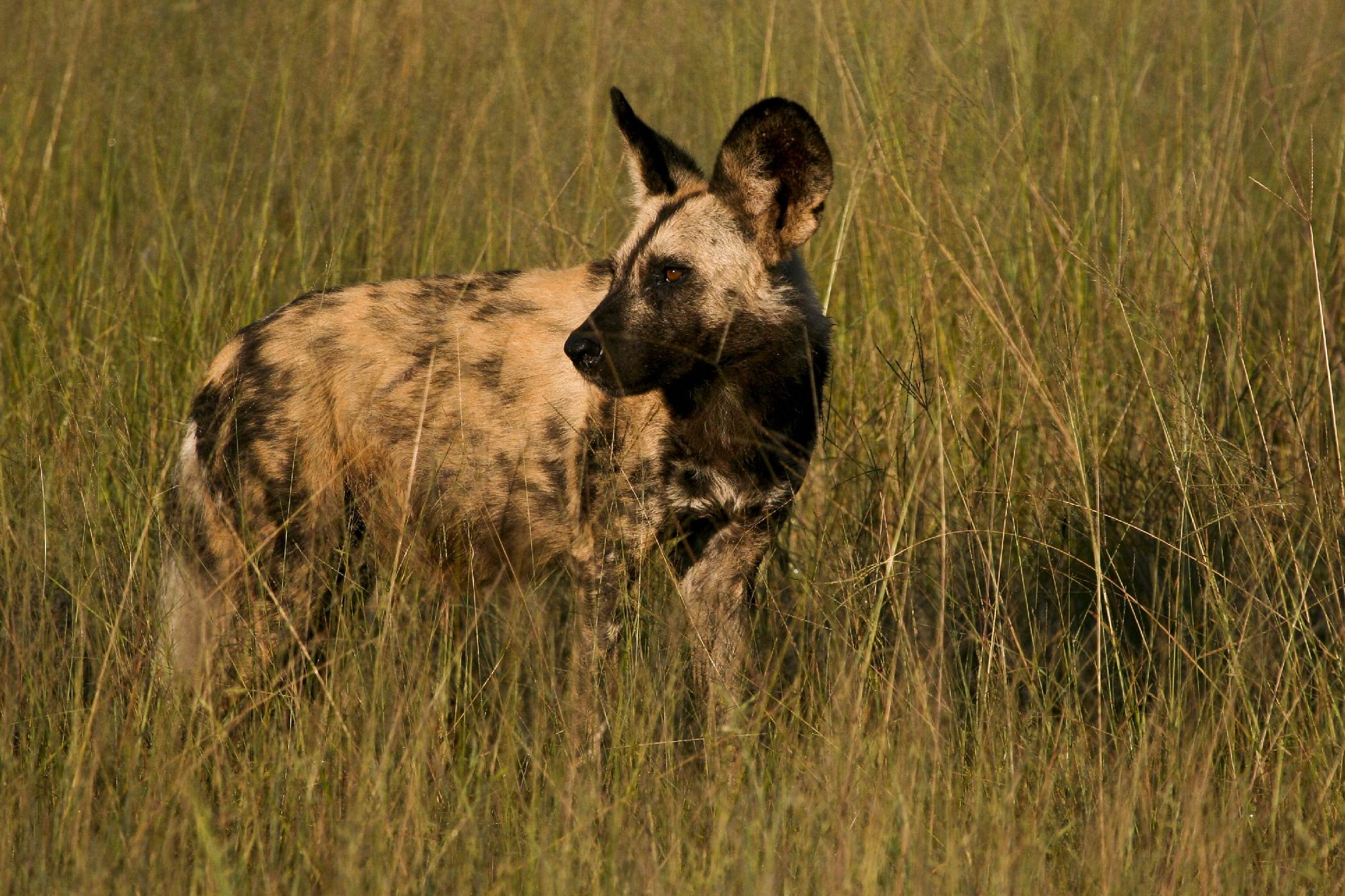 Dokonalí lovci: Tři dny s tuláky plání psy hyenovitými | 100+1 ...