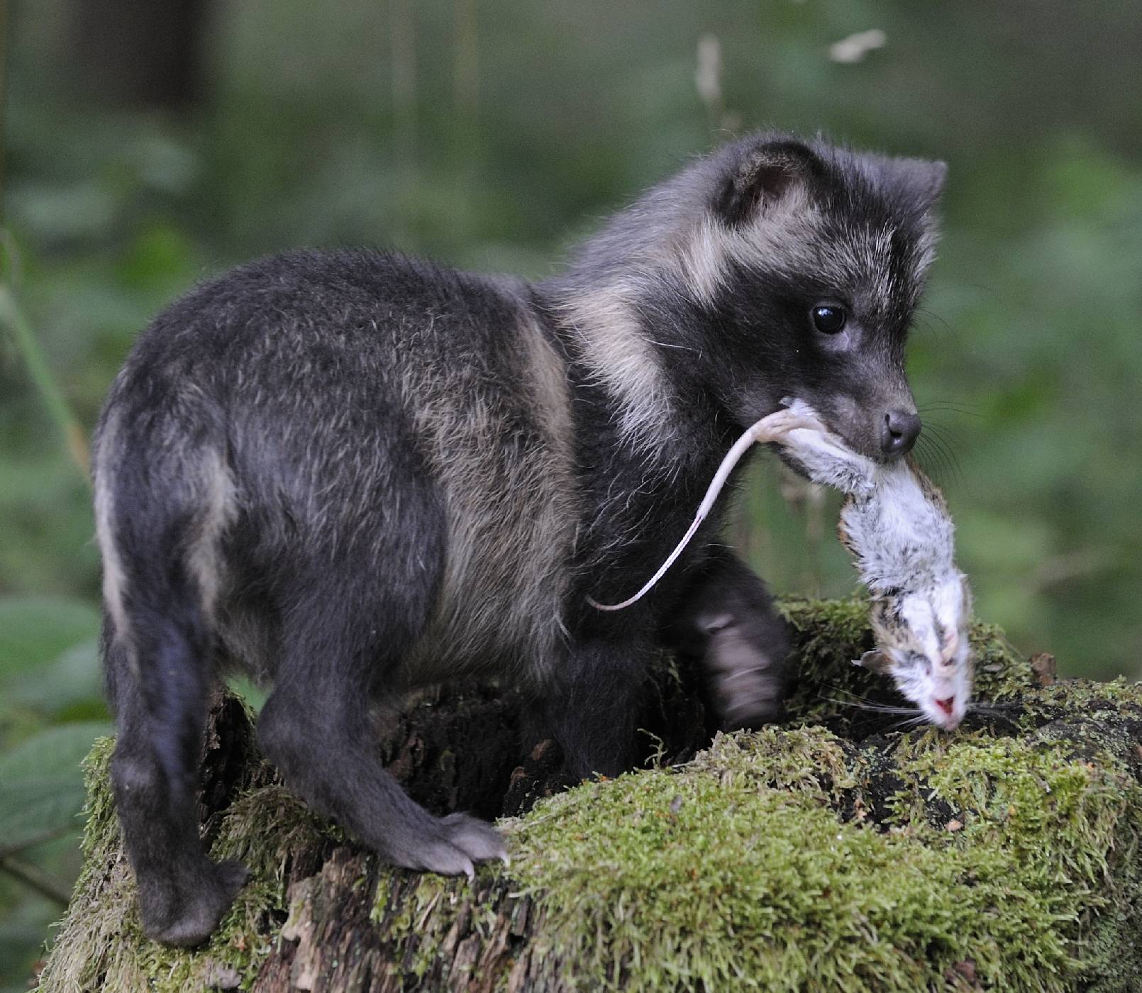 Psík mývalovitý: Roztomilý vetřelec z Asie i všežravá pohroma | 100+1 ...