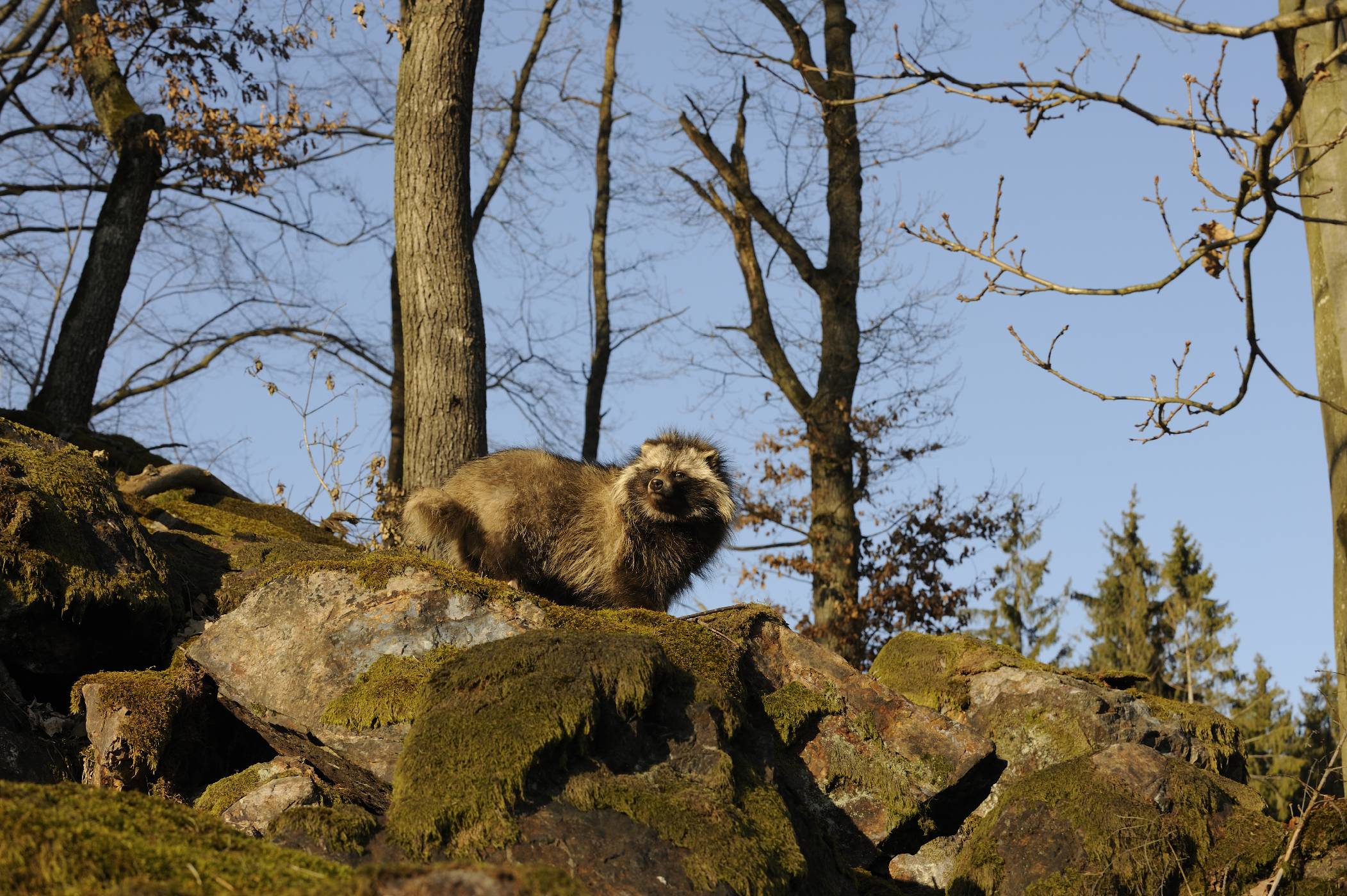 Psík mývalovitý: Roztomilý vetřelec z Asie i všežravá pohroma | 100+1 ...