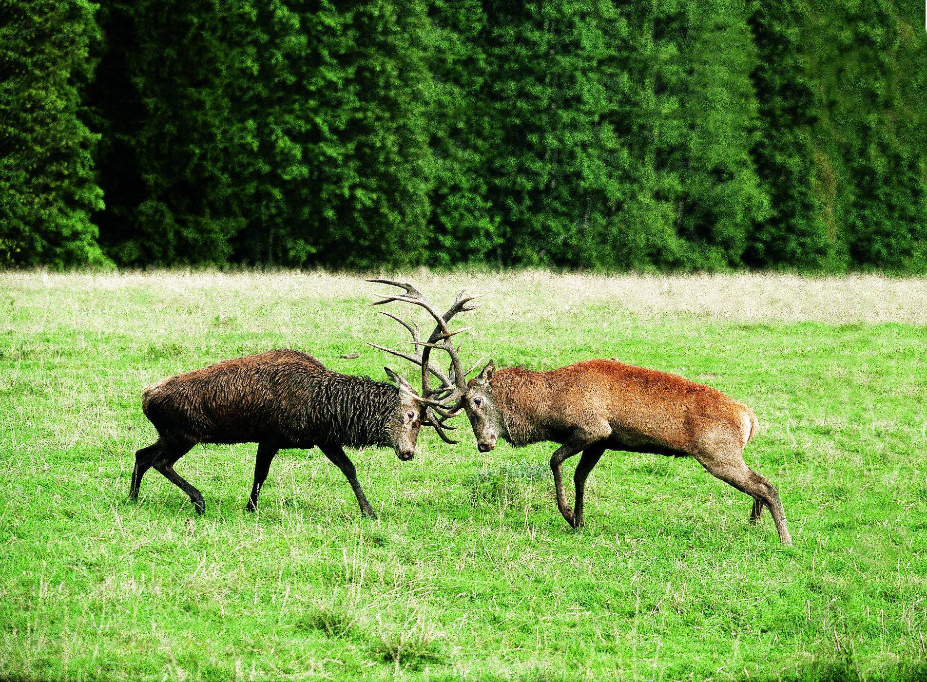 Vládci říjnových lesů: Jelení námluvy z první řady | 100+1 zahraniční ...