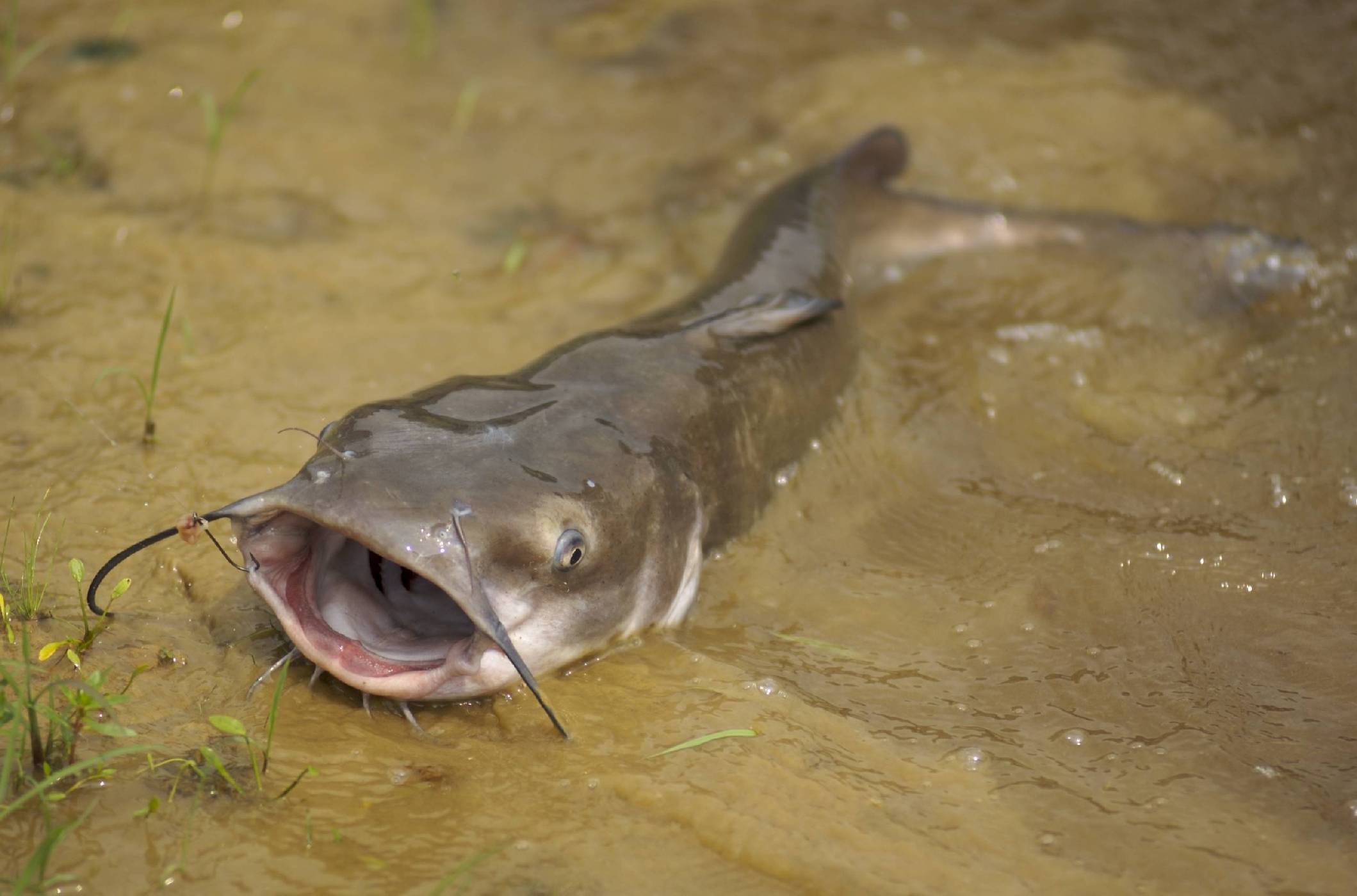Jak život sladkovodních ryb ovlivňuje ženská antikoncepce a kravská ...