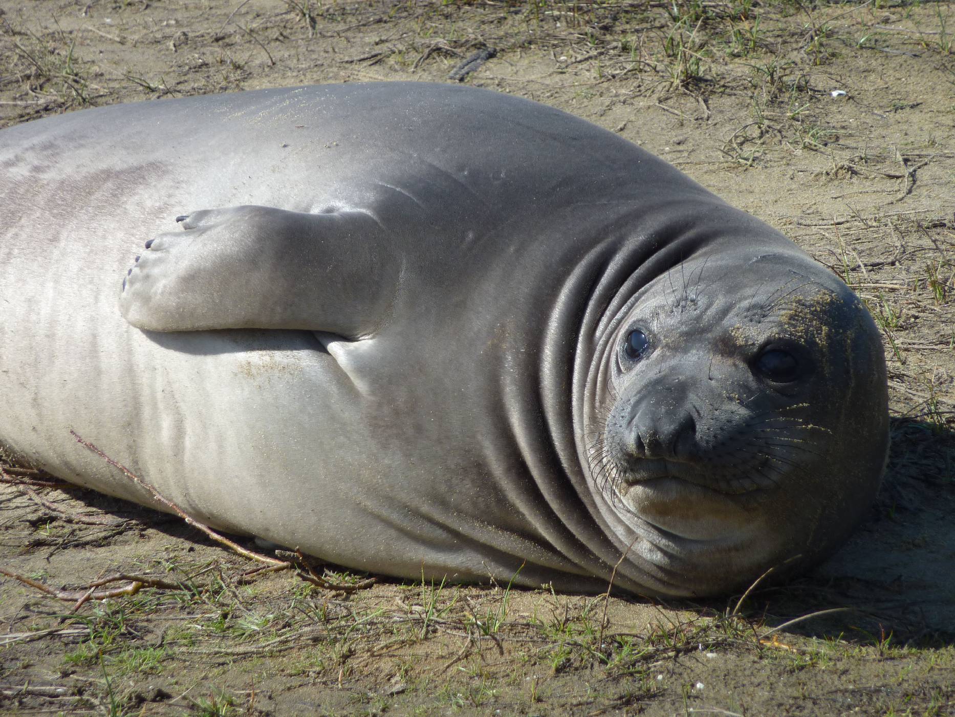 Rozbouřené vášně v ledovém větru: Jak vypadá koloběh života rypoušů ...