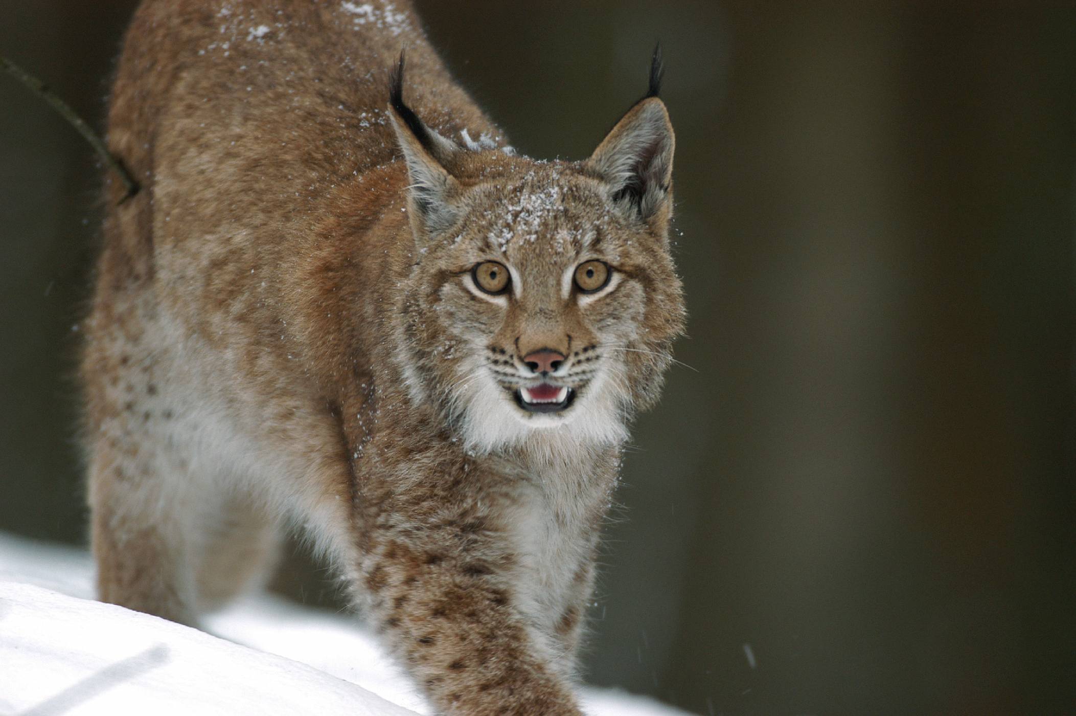 Život rysa ostrovida: Návrat evropského tygra se zatím nekoná | 100+1 ...