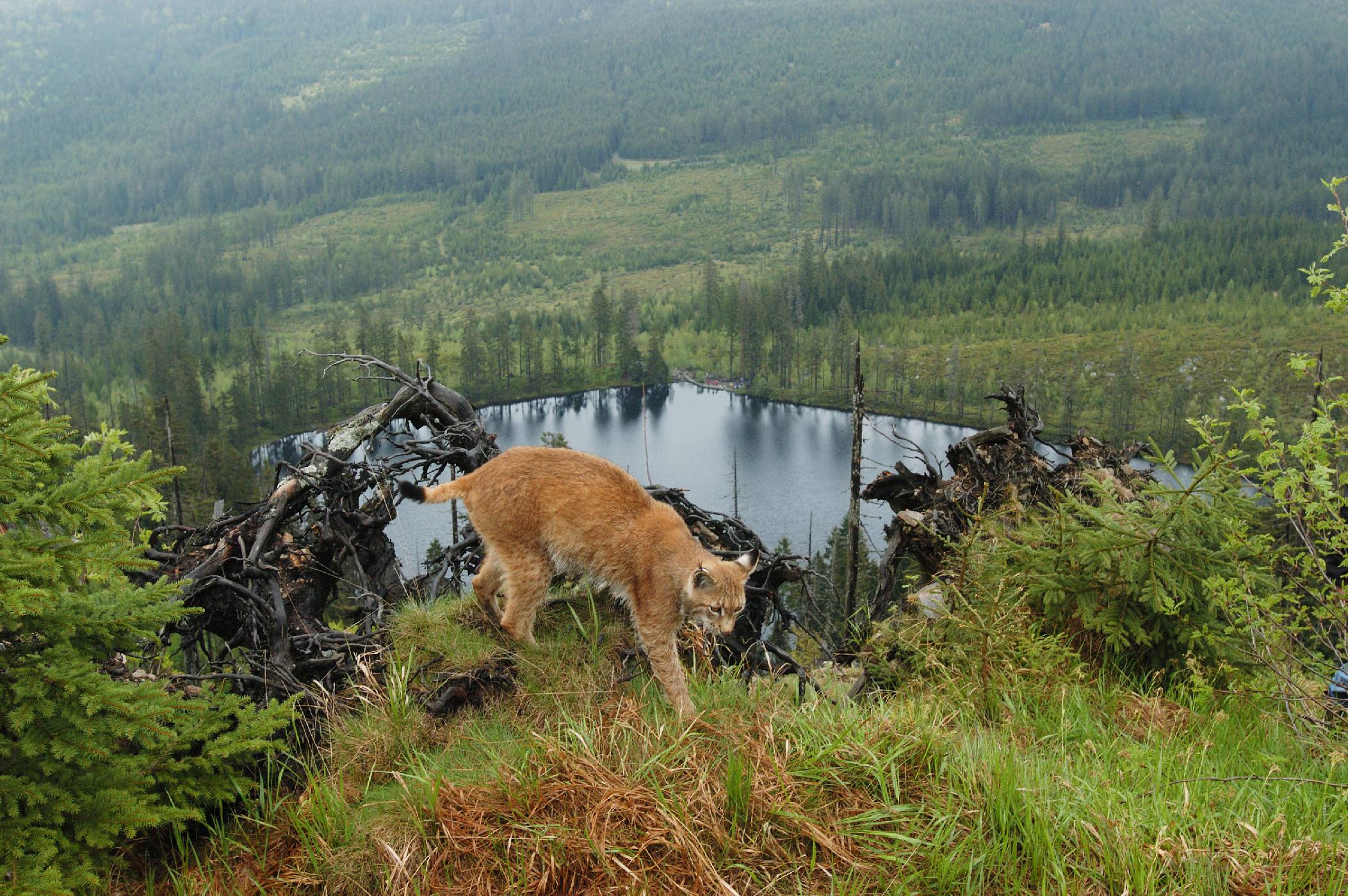 Život rysa ostrovida: Návrat evropského tygra se zatím nekoná | 100+1 ...