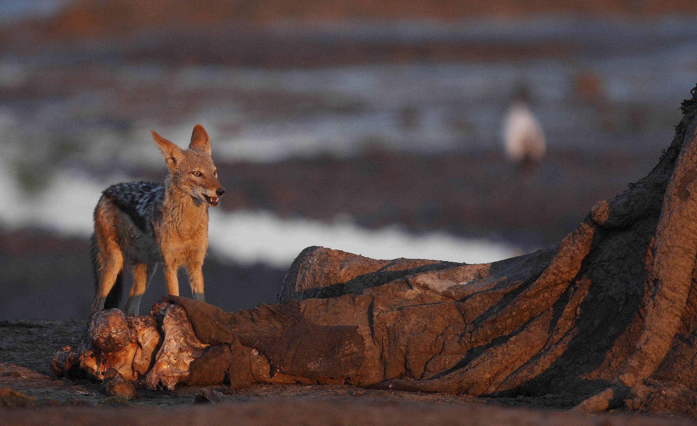 Africký šakal čabrakový: Nebojácný lovec s promyšlenou taktikou | 100+1 ...
