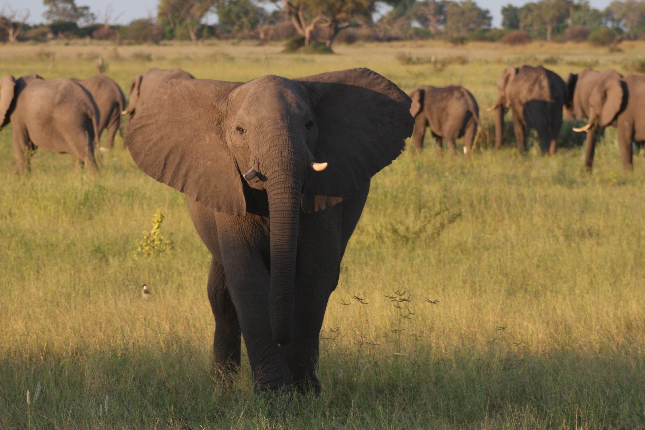 Příliš mnoho slonů? Pravda o afrických chobotnatcích | 100+1 zahraniční ...