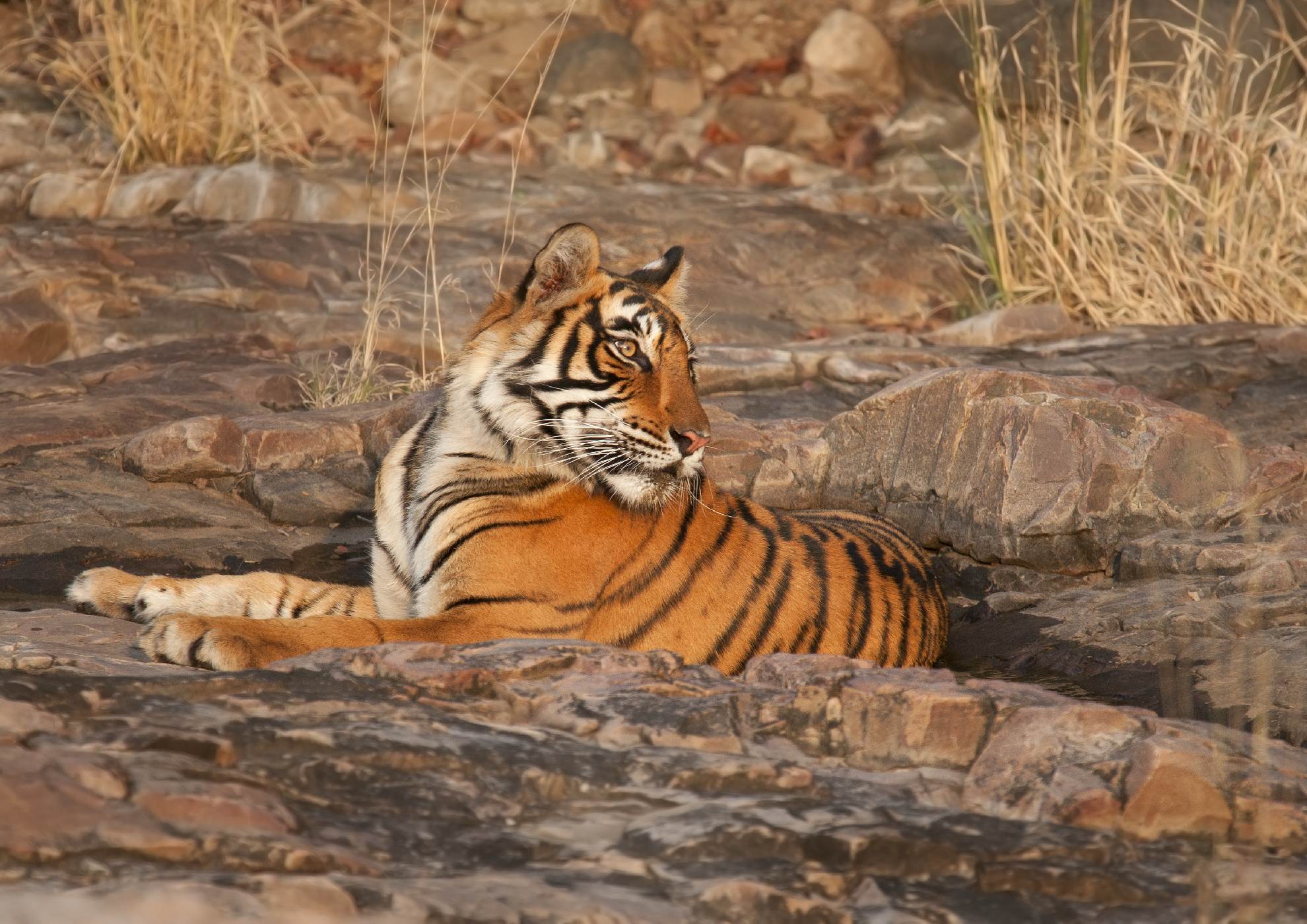 Hon na tygra: Obávaný predátor indického subkontinentu je dnes ...