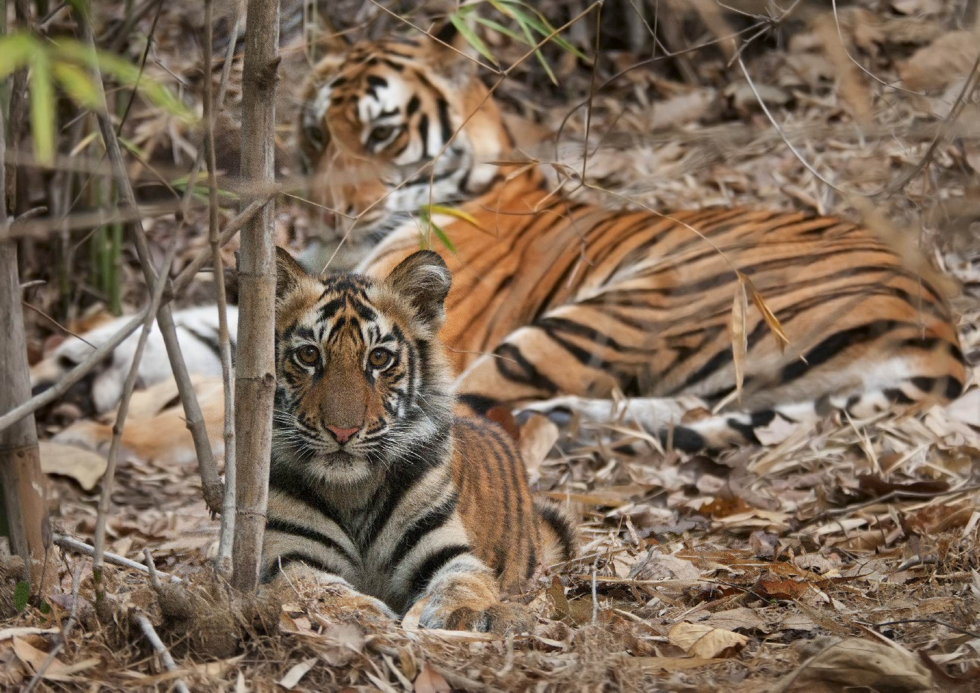 Hon na tygra: Obávaný predátor indického subkontinentu je dnes ...