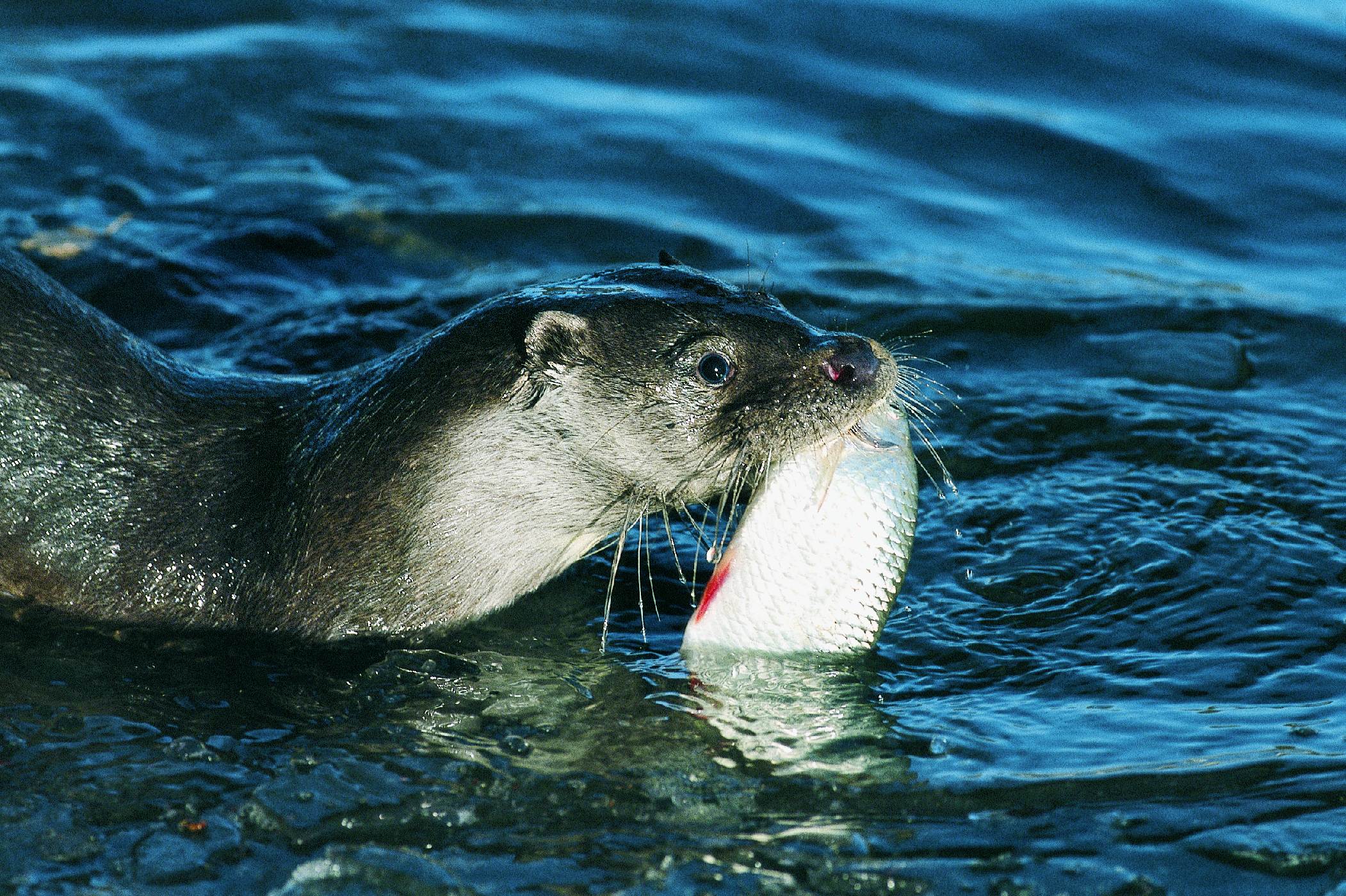 Vydra a její svět: Obratný lovec našich vod | 100+1 zahraniční zajímavost