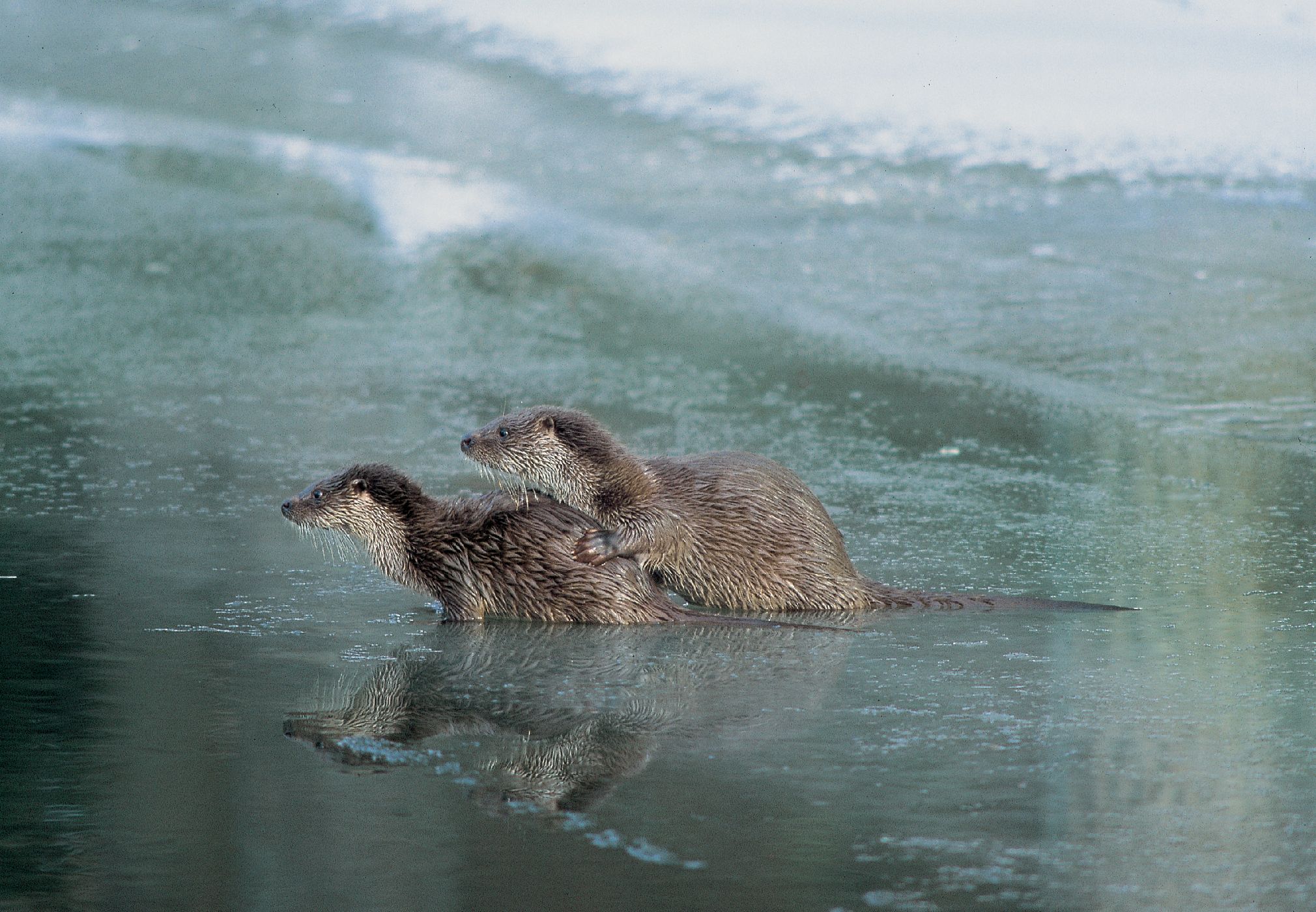 Vydra říční: Obávaný predátor a nejlepší rybář českých vod | 100+1 ...