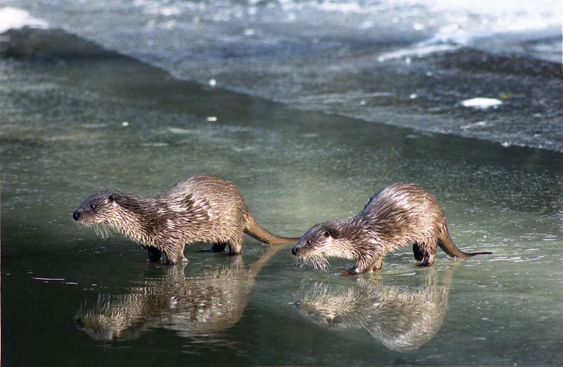 Vydra říční: Obávaný predátor a nejlepší rybář českých vod | 100+1 ...