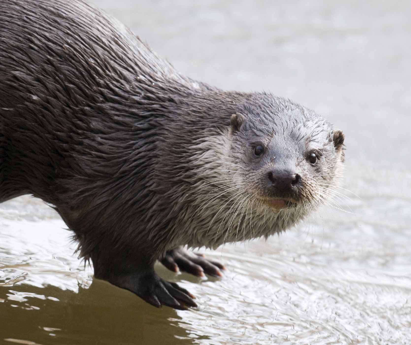 Vydra říční: Obávaný predátor a nejlepší rybář českých vod | 100+1 ...