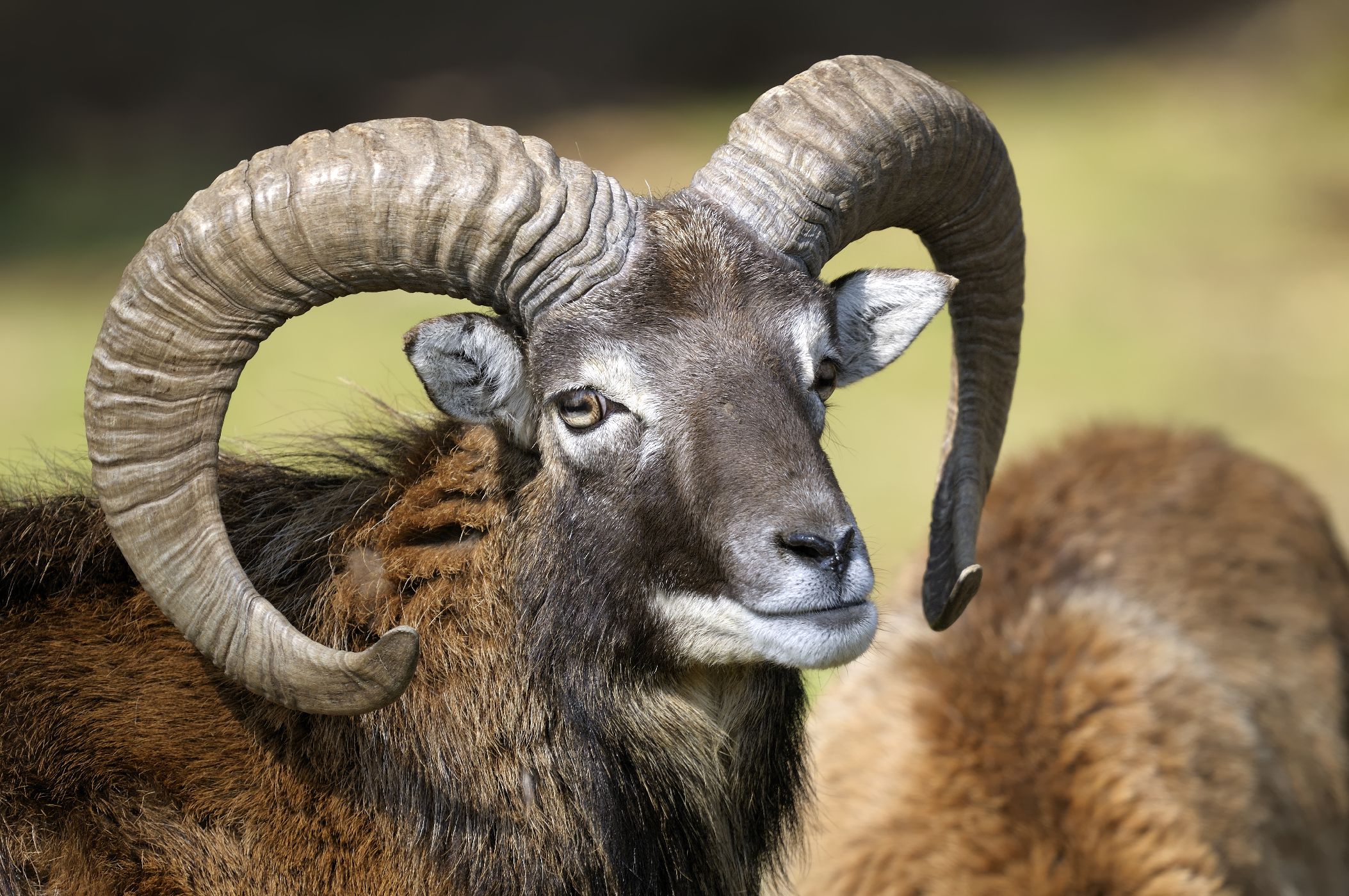 Mufloni v české přírodě: Turnaje rohatých tvrdohlavců | 100+1 ...