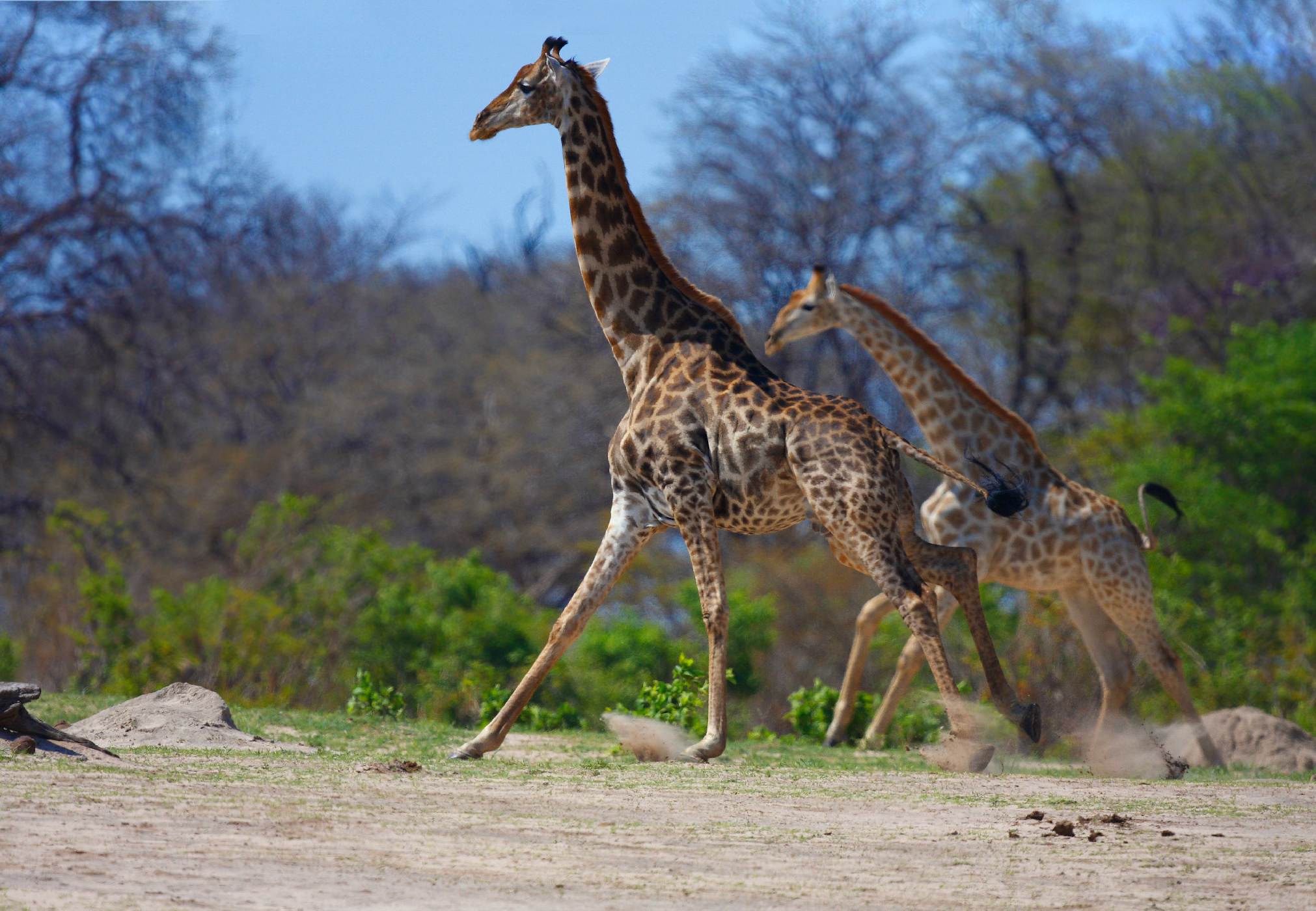 Královny africké savany: Žirafí bojovníci s něžným pohledem | 100+1 ...