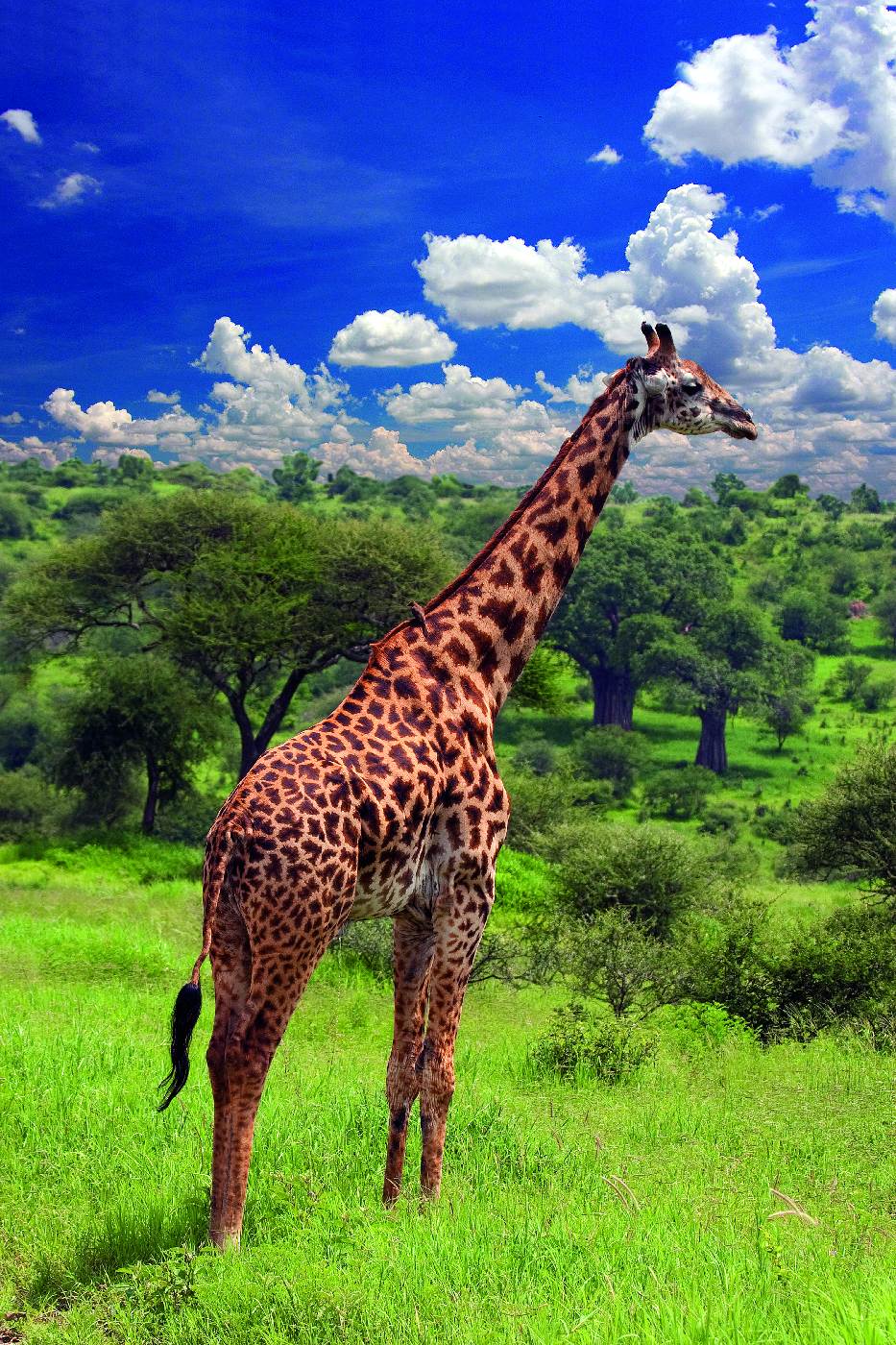 Královny africké savany: Žirafí bojovníci s něžným pohledem | 100+1 ...