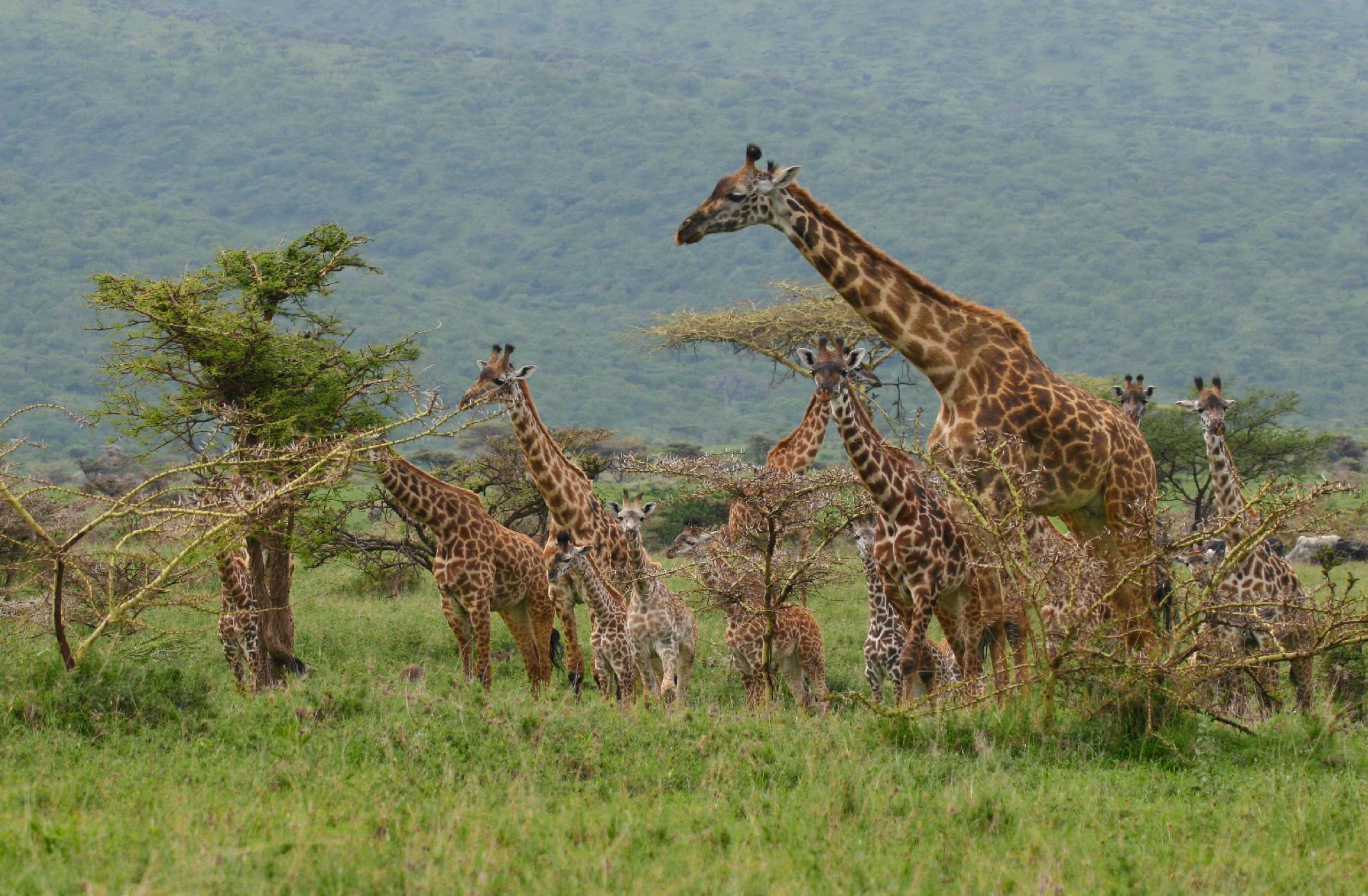Královny africké savany: Žirafí bojovníci s něžným pohledem | 100+1 ...