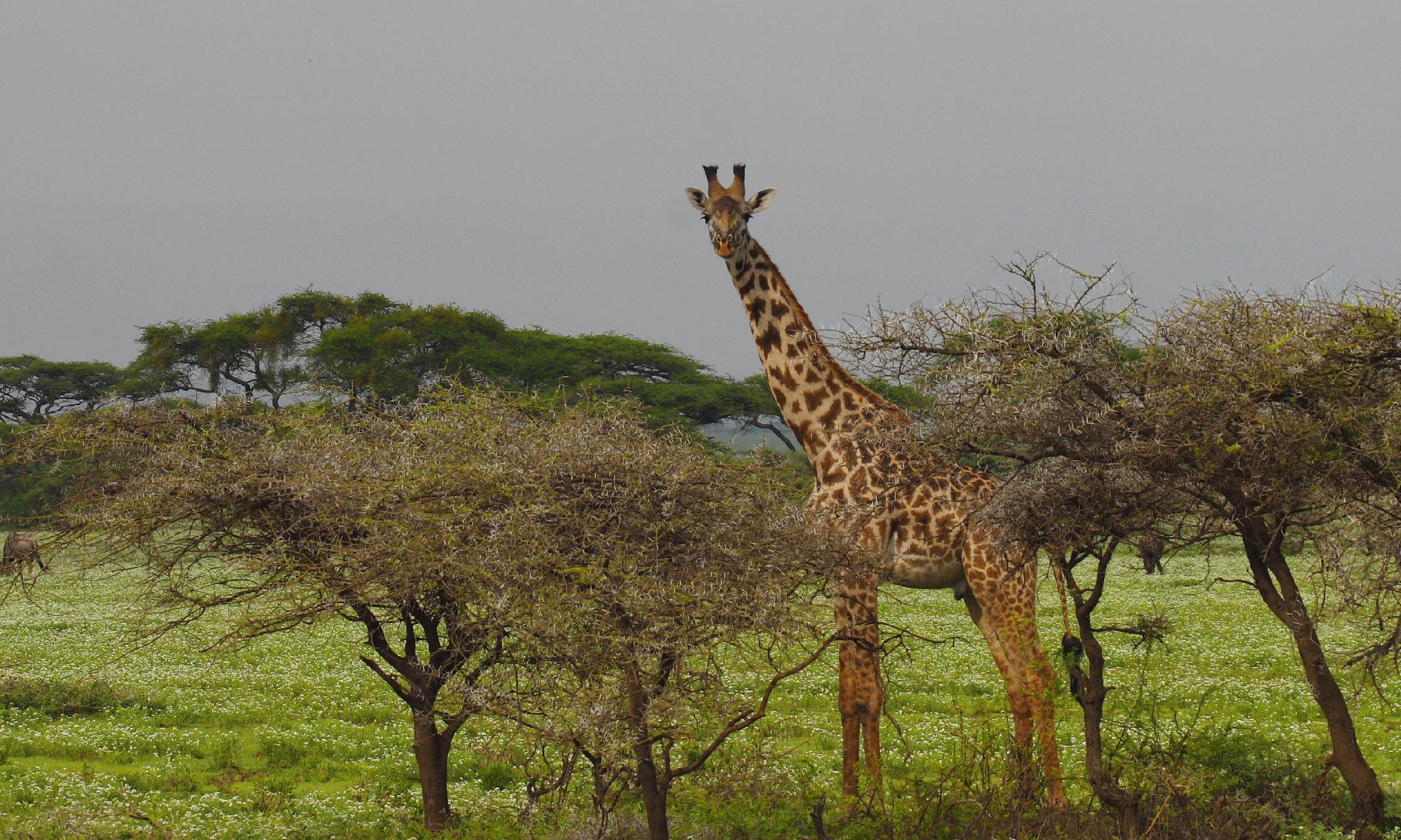 Královny africké savany: Žirafí bojovníci s něžným pohledem | 100+1 ...