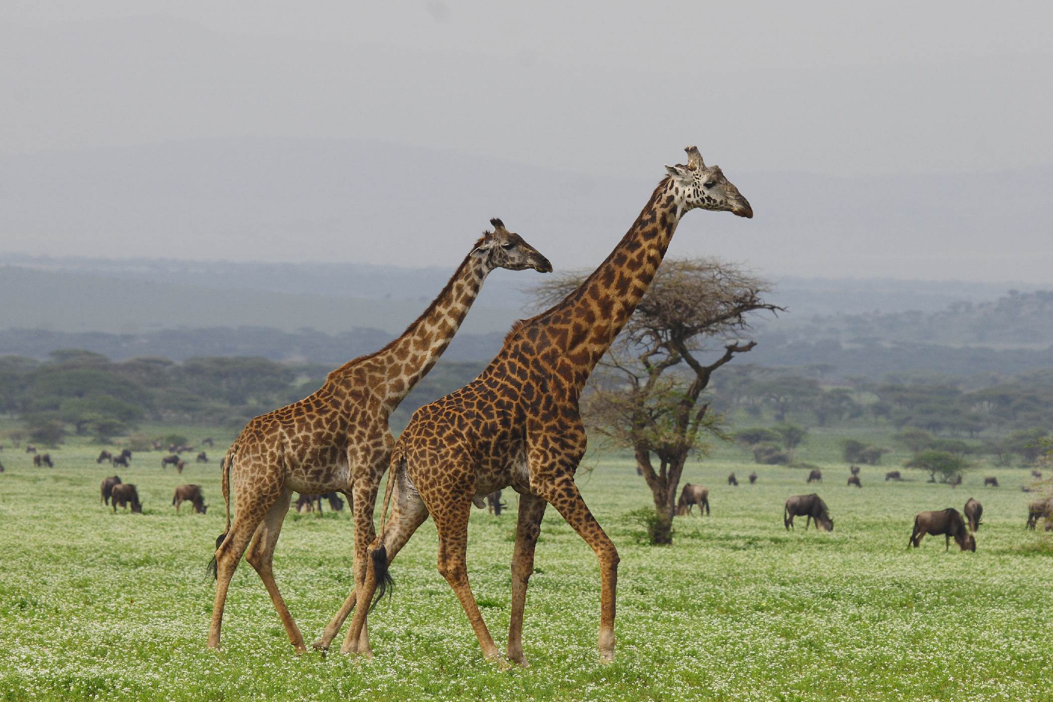 Královny africké savany: Žirafí bojovníci s něžným pohledem | 100+1 ...
