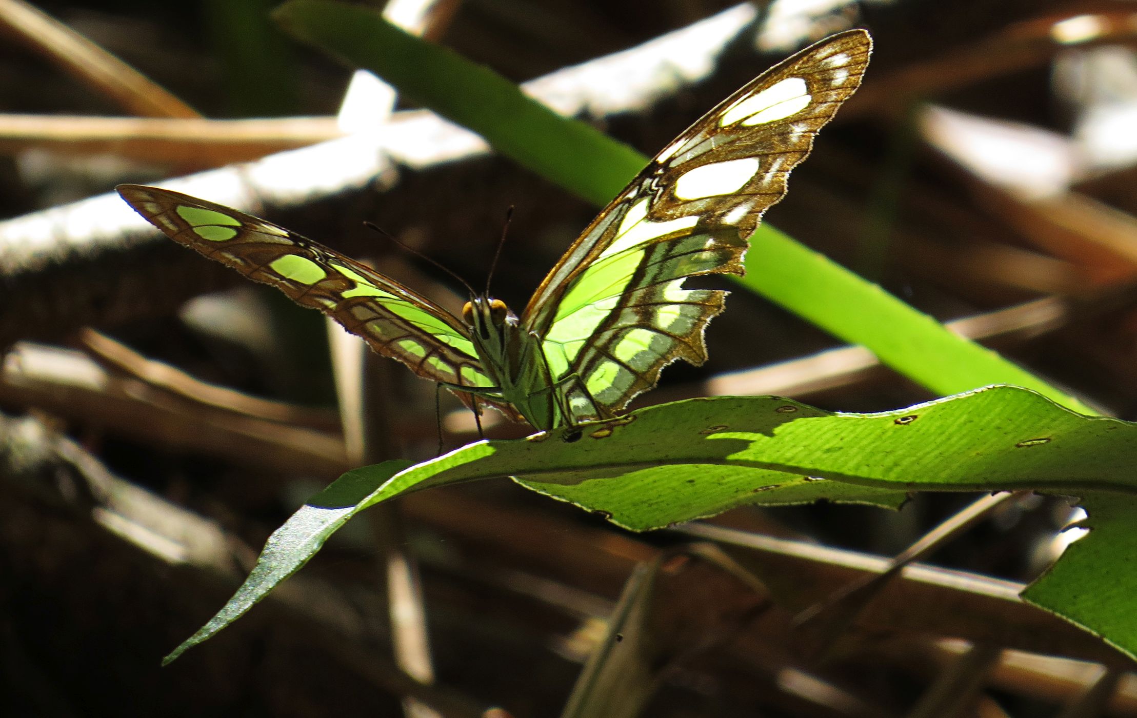 Divoké srdce Bahie: Brazilský národní park Chapada Diamantina | 100+1 ...