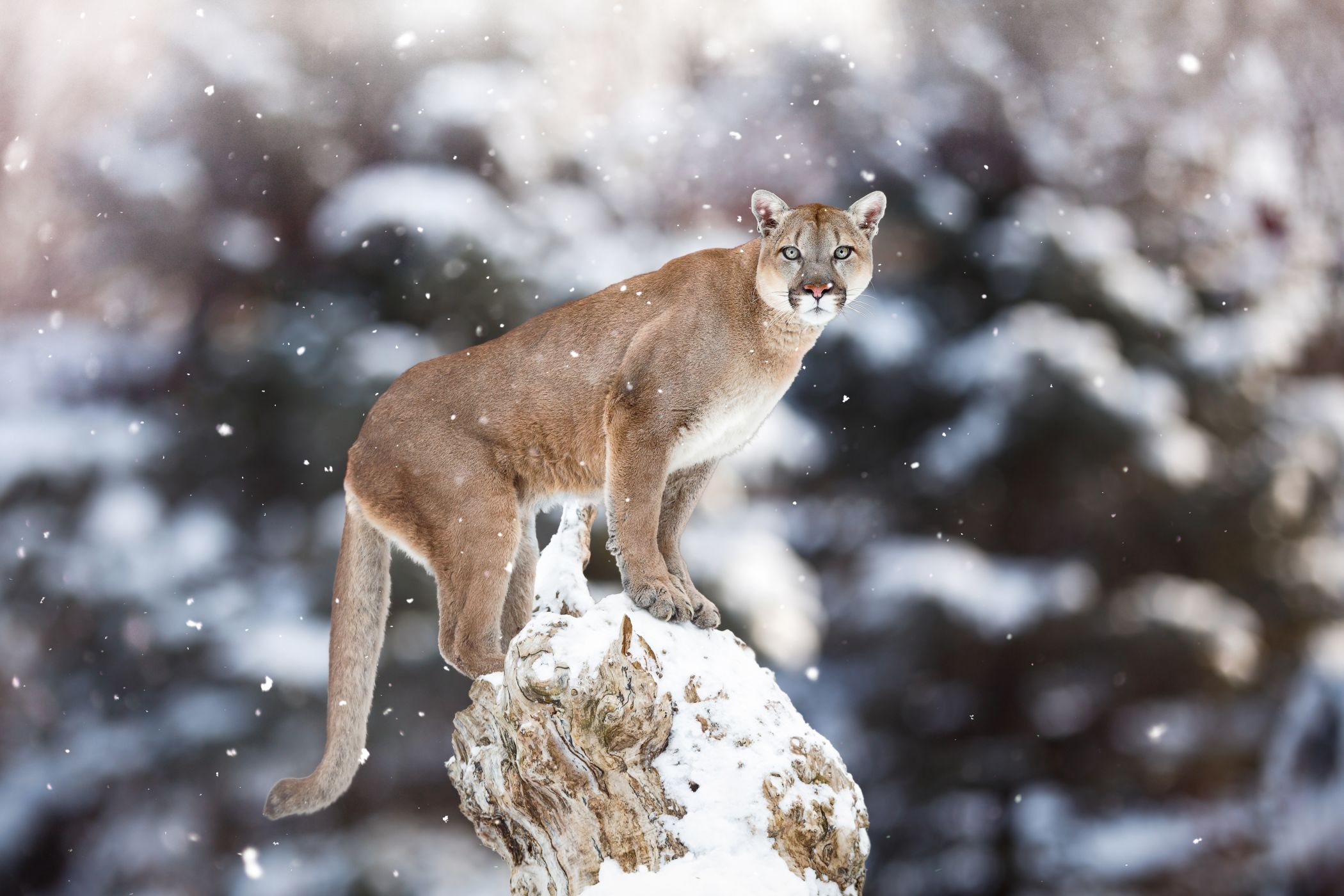 Puma americká: Houževnatá královna americké fauny | 100+1 zahraniční ...