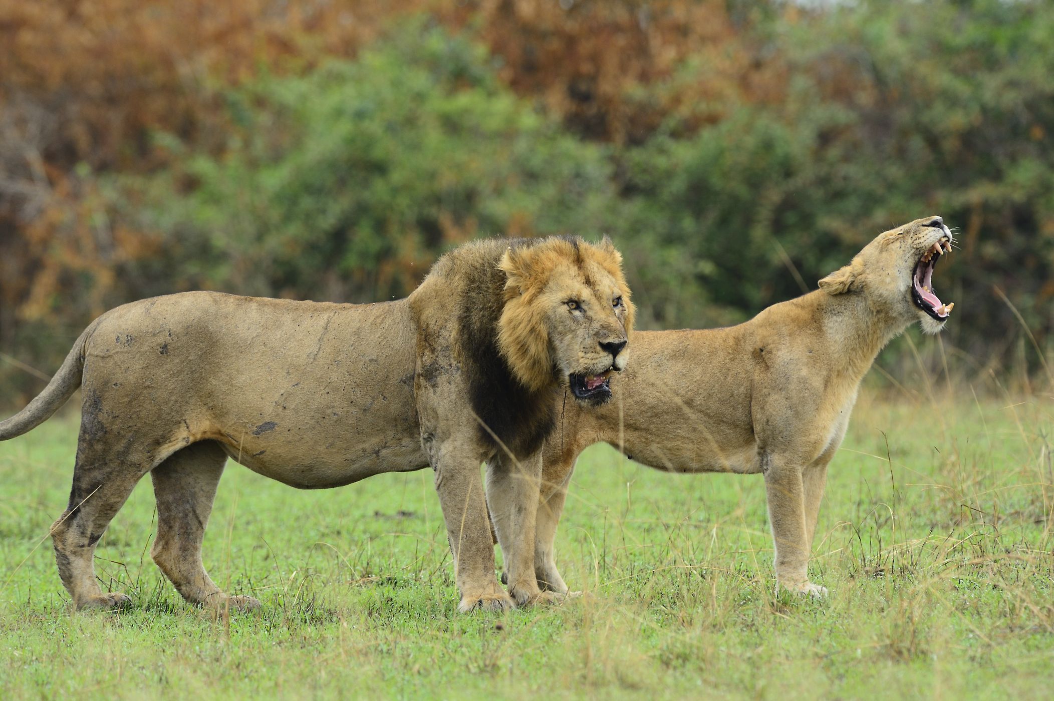Milovníci lidského masa: Střetnutí s lidožravými lvy | 100+1 zahraniční ...