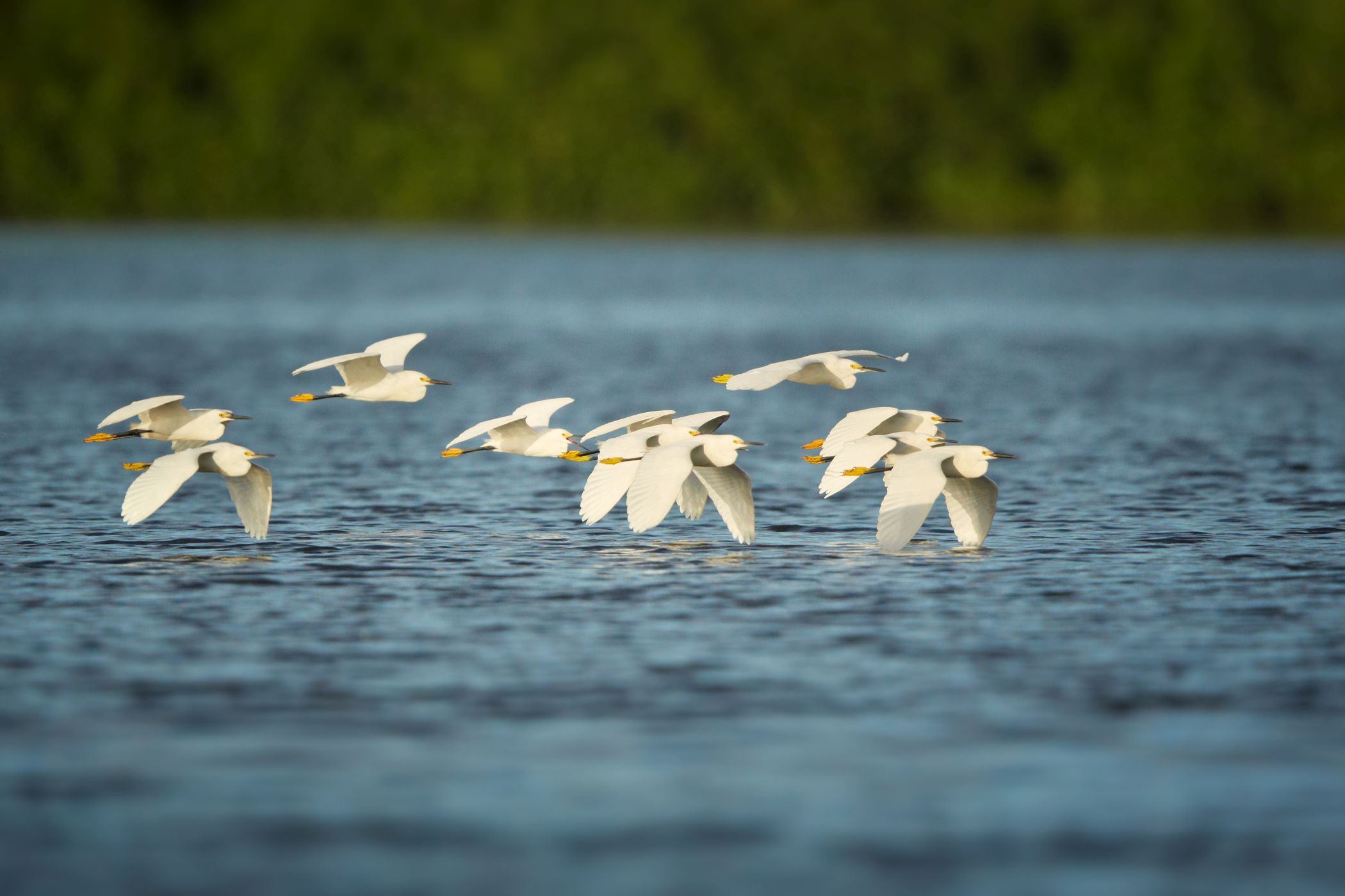 Nevšední podívaná: Tisíce nocujících ibisů rudých z trinidadských bažin ...