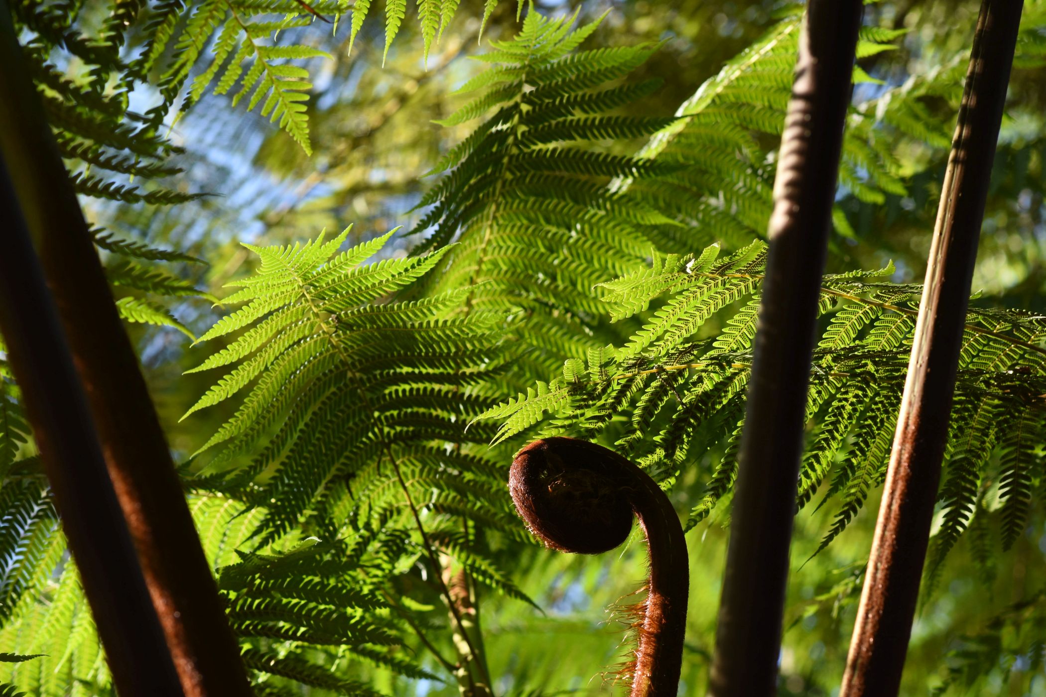Svět vzrostlých kapradin: Zelená paměť z období dinosaurů | 100+1 ...