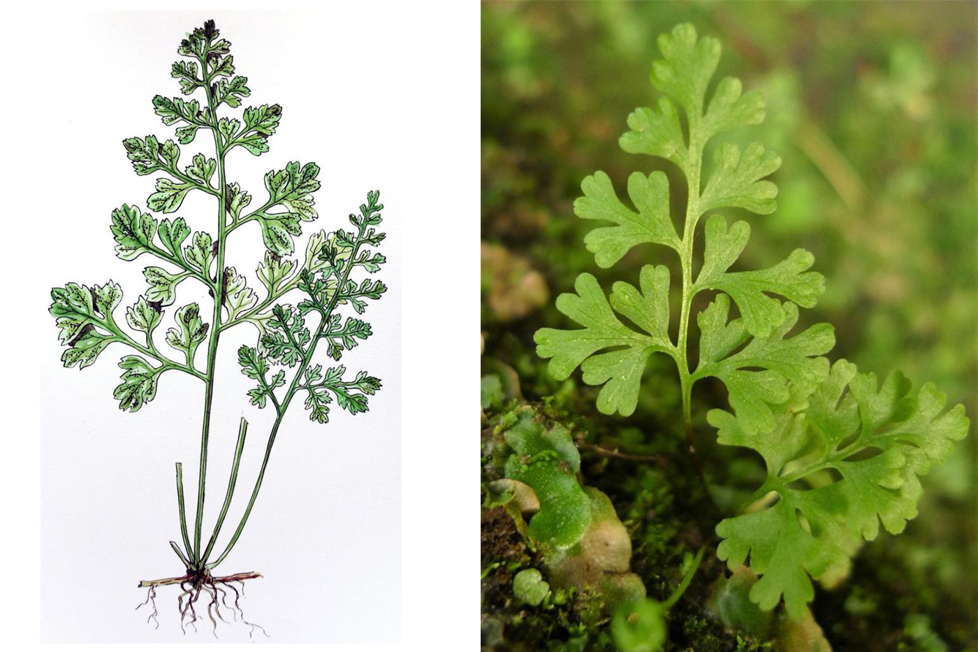 Neobvyklé kapradiny: Rostliny, které umí překvapit | 100+1 zahraniční ...