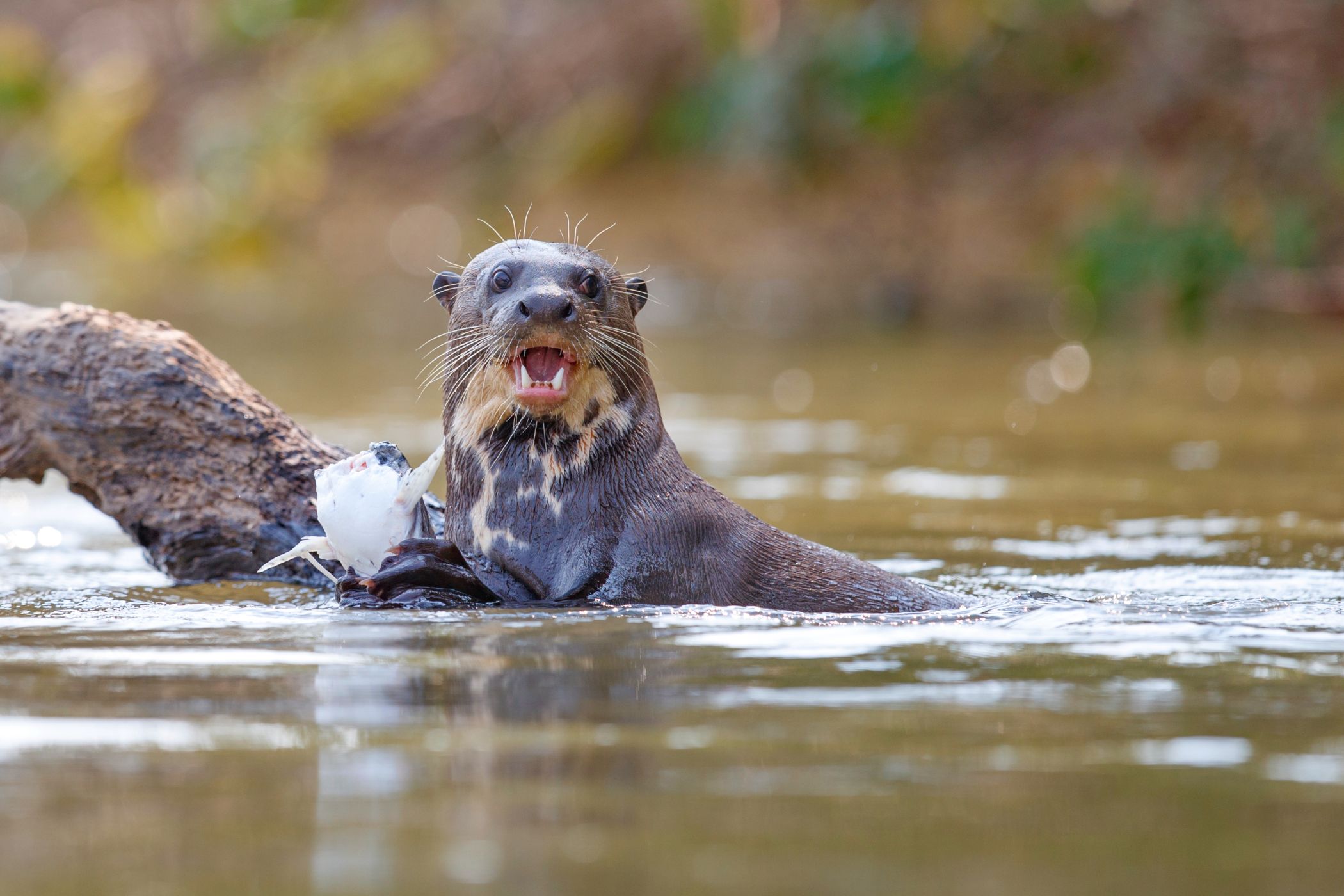 Království vodního jaguára: Vydry obrovské se nezaleknou ani velkých ...