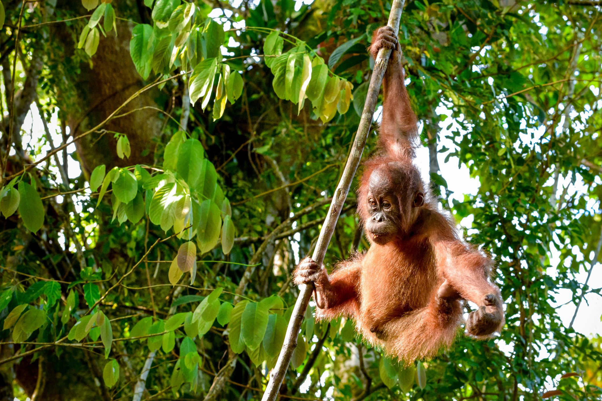 Orangutani Bornea a Sumatry: Přehlížení chytráci tropického lesa | 100 ...