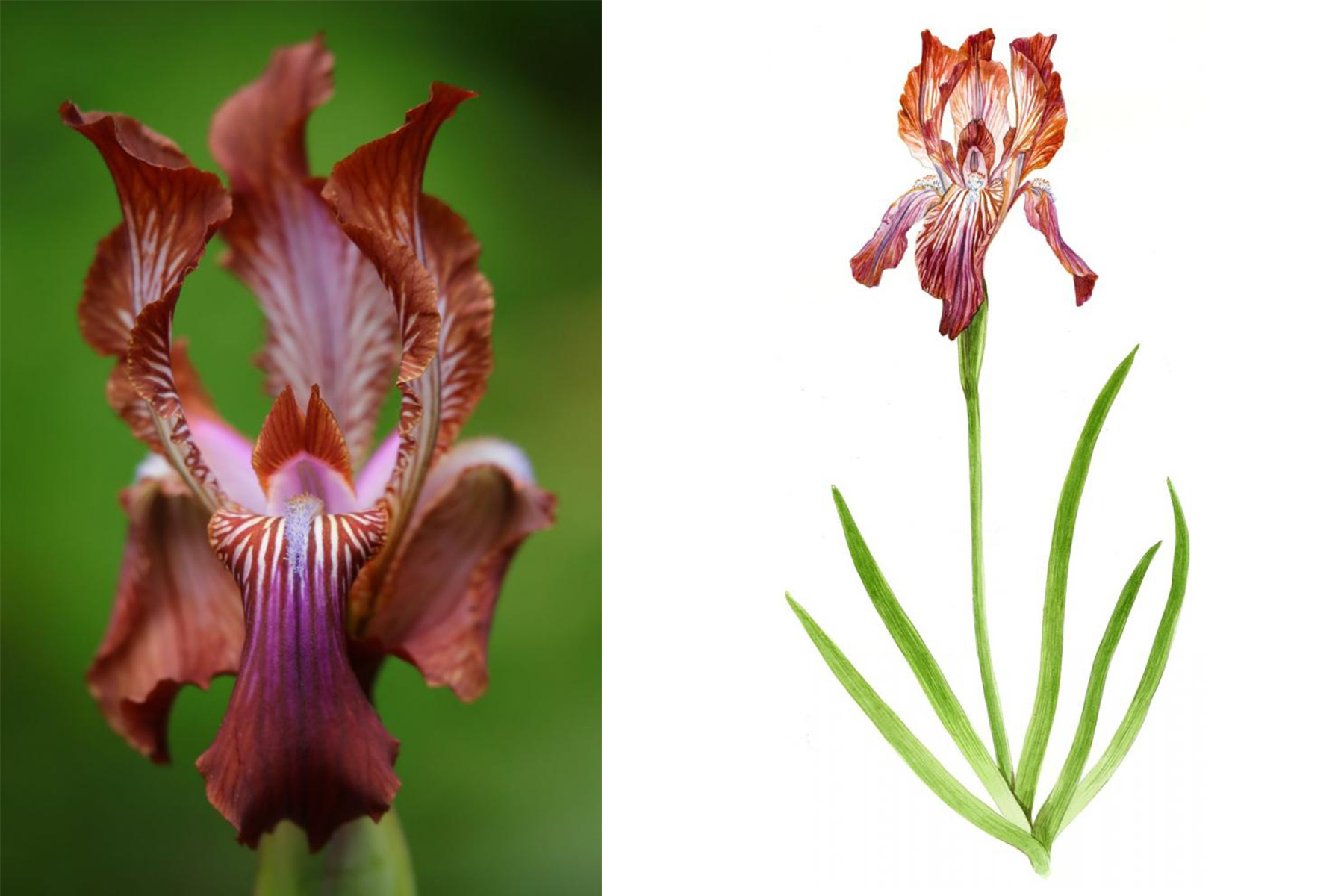 Krasavci pro náročné pěstitele: Arilové kosatce všech barev | 100+1 ...