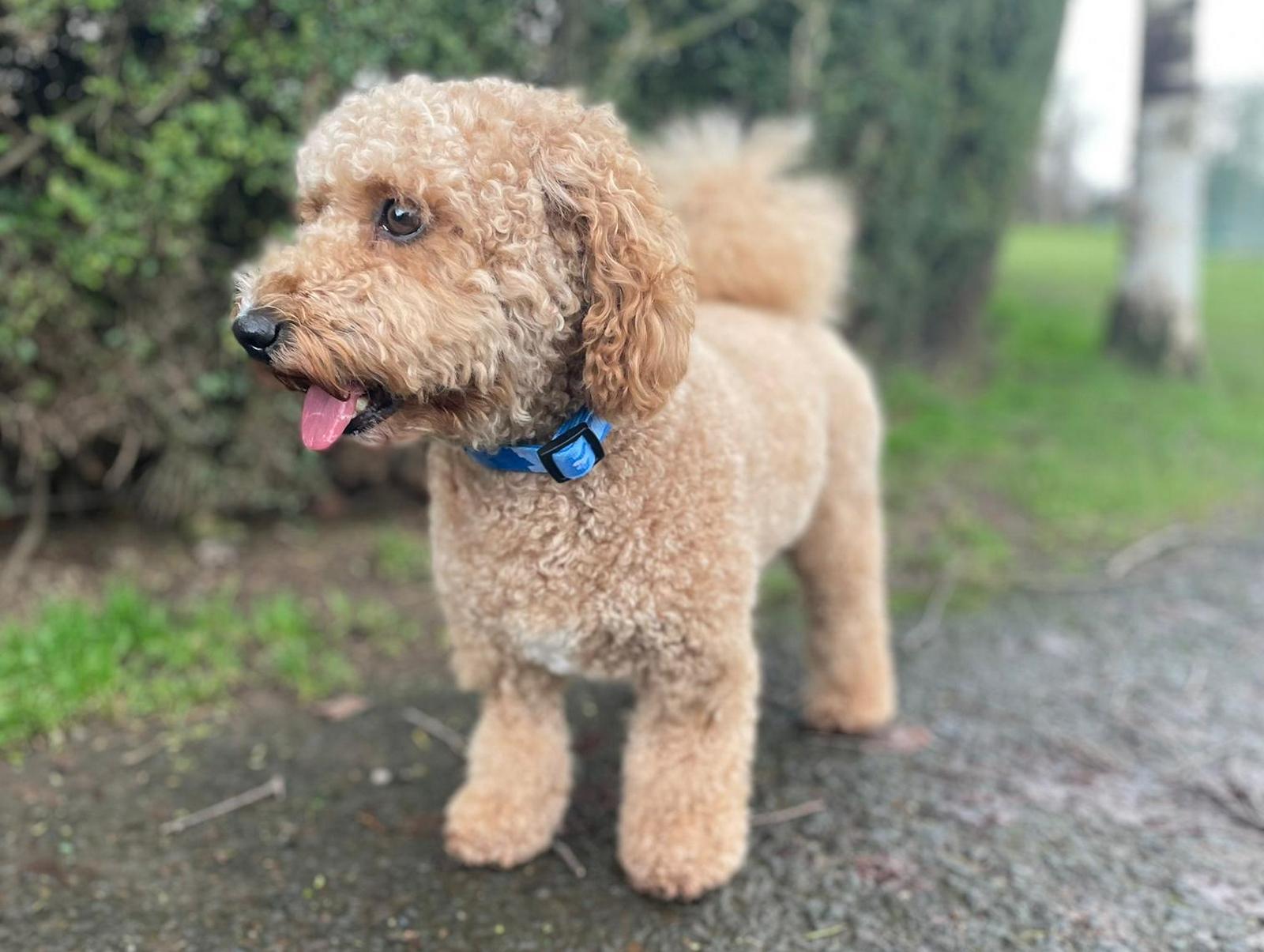 Ztracený pes ujel 160 kilometrů v taxi, než se vrátil majitelce | 100+1 ...