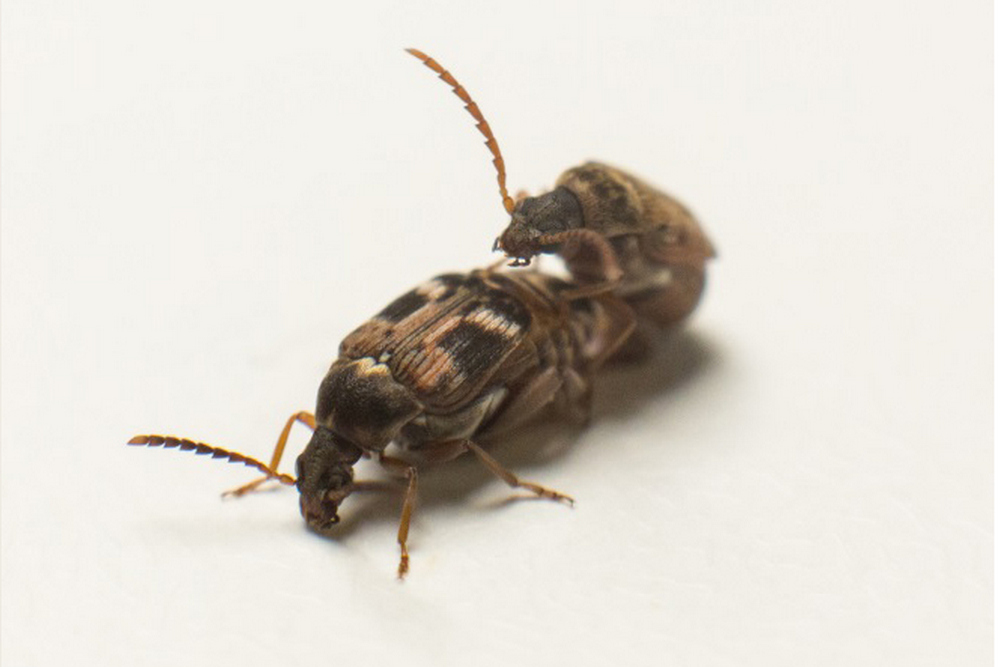 Sexuální agrese k úspěchu nevede: Prospěch jednotlivce, zhouba rodu ...