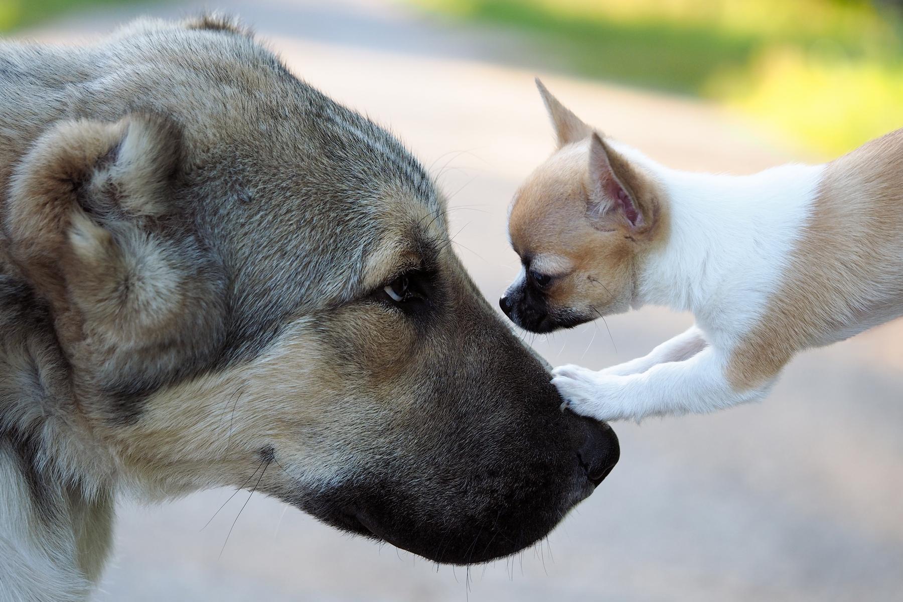 Proč malá psí plemena žijí déle než ta velká? | 100+1 zahraniční zajímavost