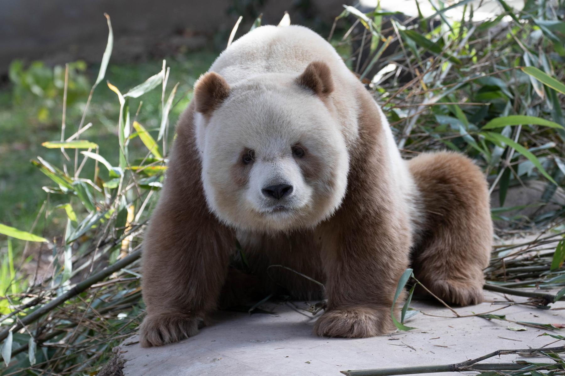 Čínští vědci dokázali rozluštit tajemství zbarvení hnědých pand | 100+1 ...