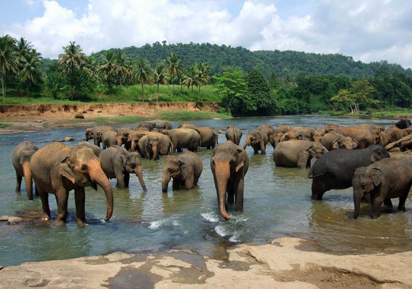 Šrí Lanka: Tam, kde sloni dávají dobrou noc | 100+1 zahraniční zajímavost