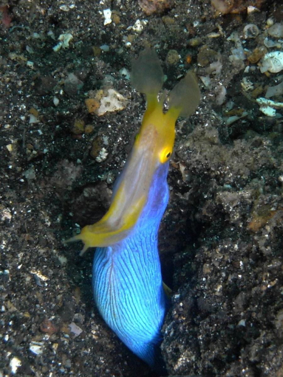 Fauna ve vodách Indonésie: Kouzelný podmořský svět Severních Sulawesi ...