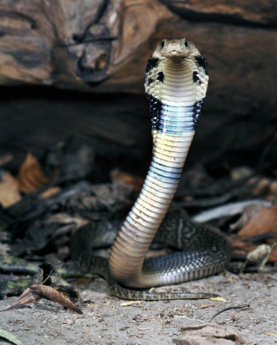 Lidé a jedovaté kobry: Nebezpečné krasavice s kápí | 100+1 zahraniční ...