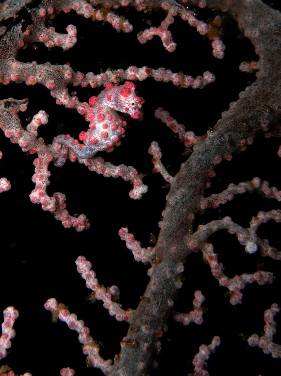 Nepatrní obyvatelé oceánu: Mořští koníčci pygmy | 100+1 zahraniční ...