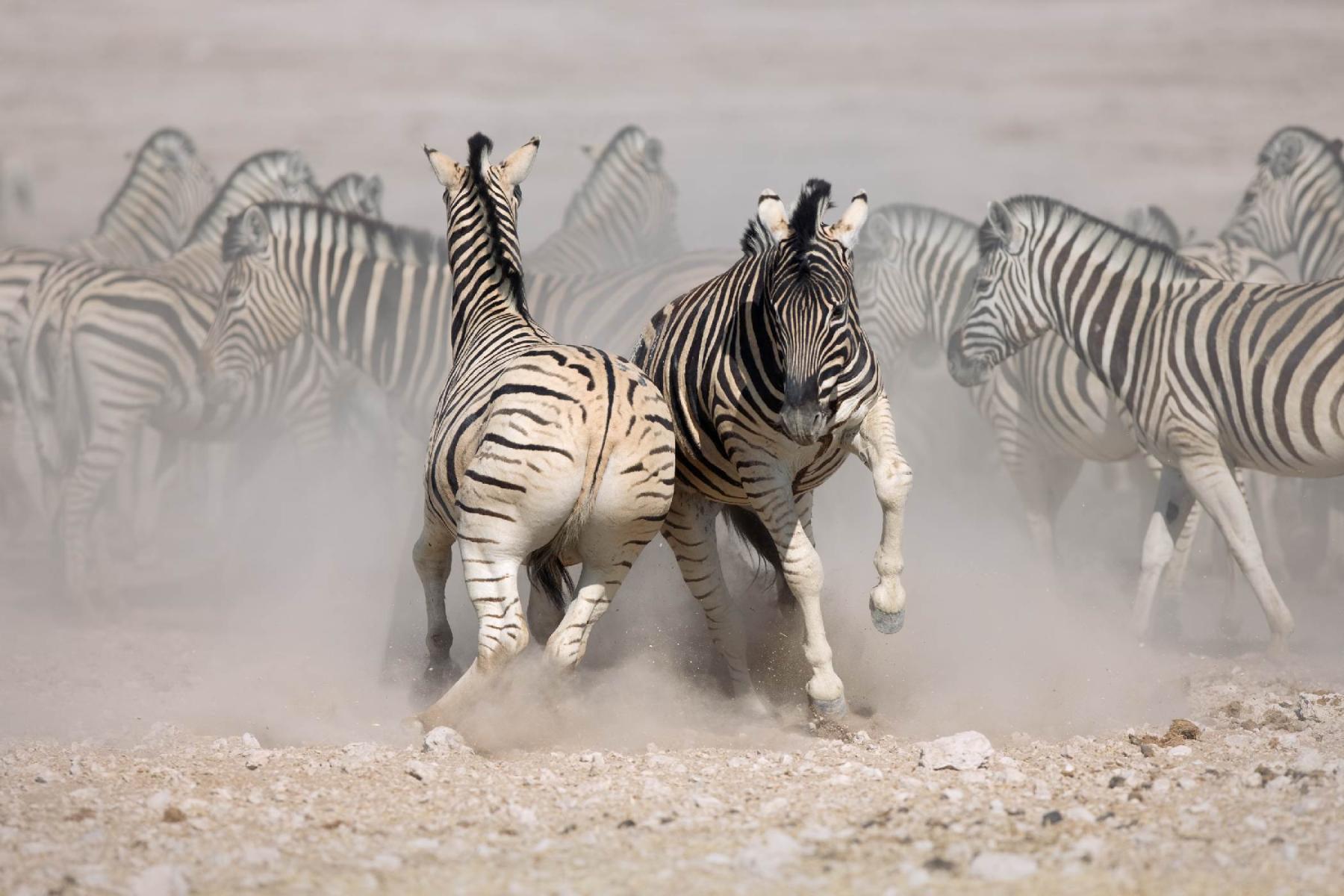 Bitvy něžných kopyt: I zebry si to umí pořádně rozdat | 100+1 ...
